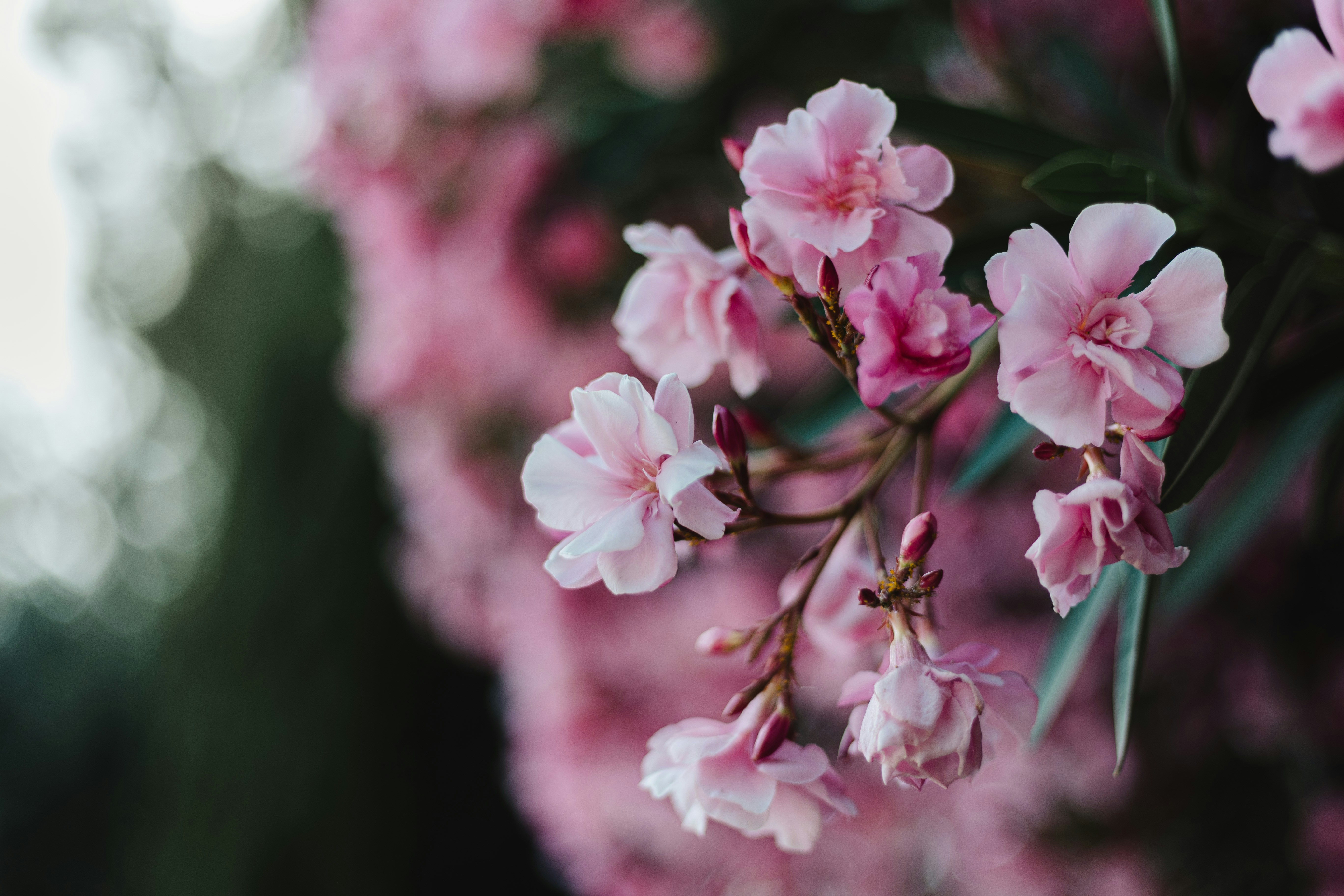 Blush Bloom Cascade