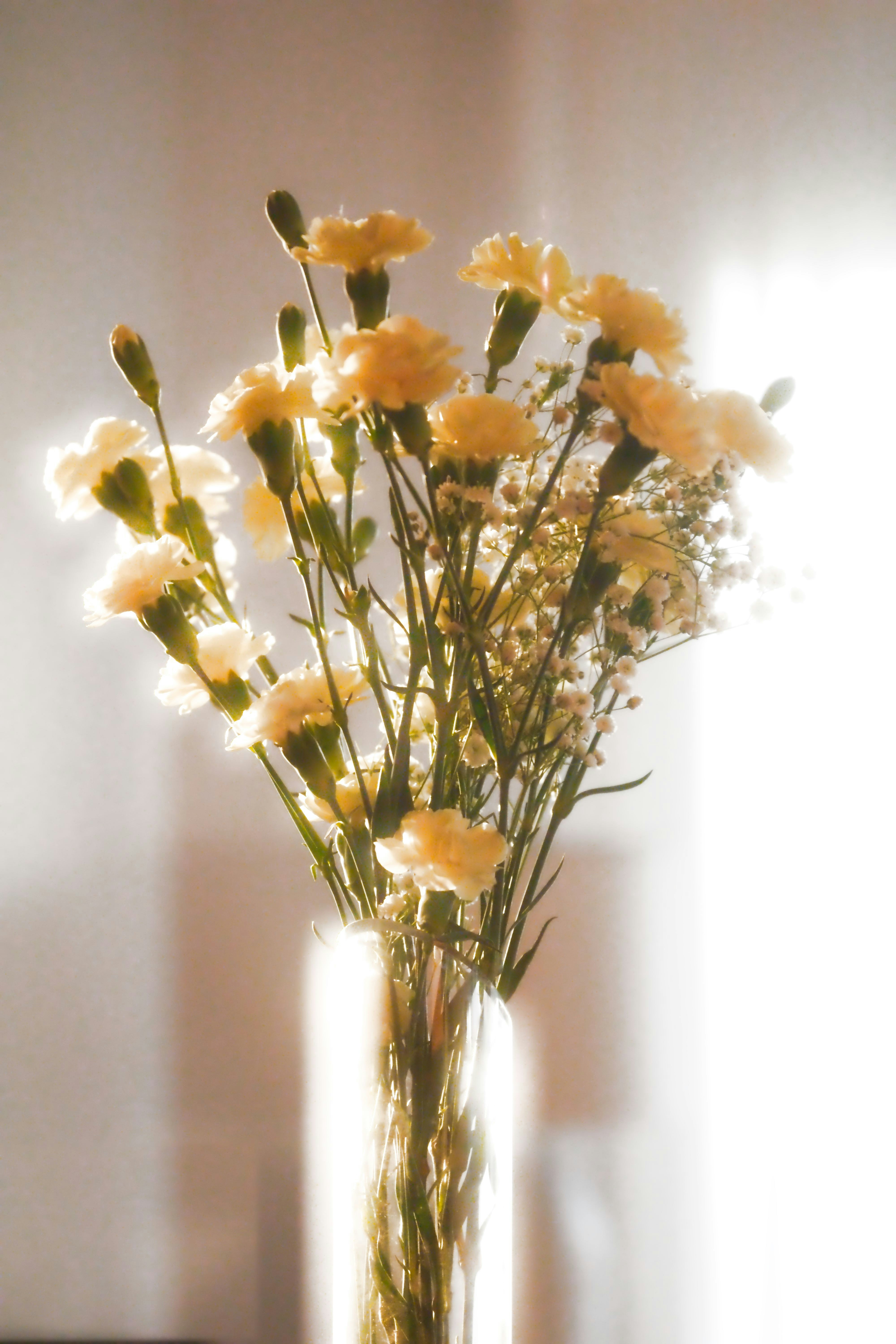Softly lit bouquet of cream-yellow carnations in a glass vase, backlit to create a gentle halo and warm atmosphere.