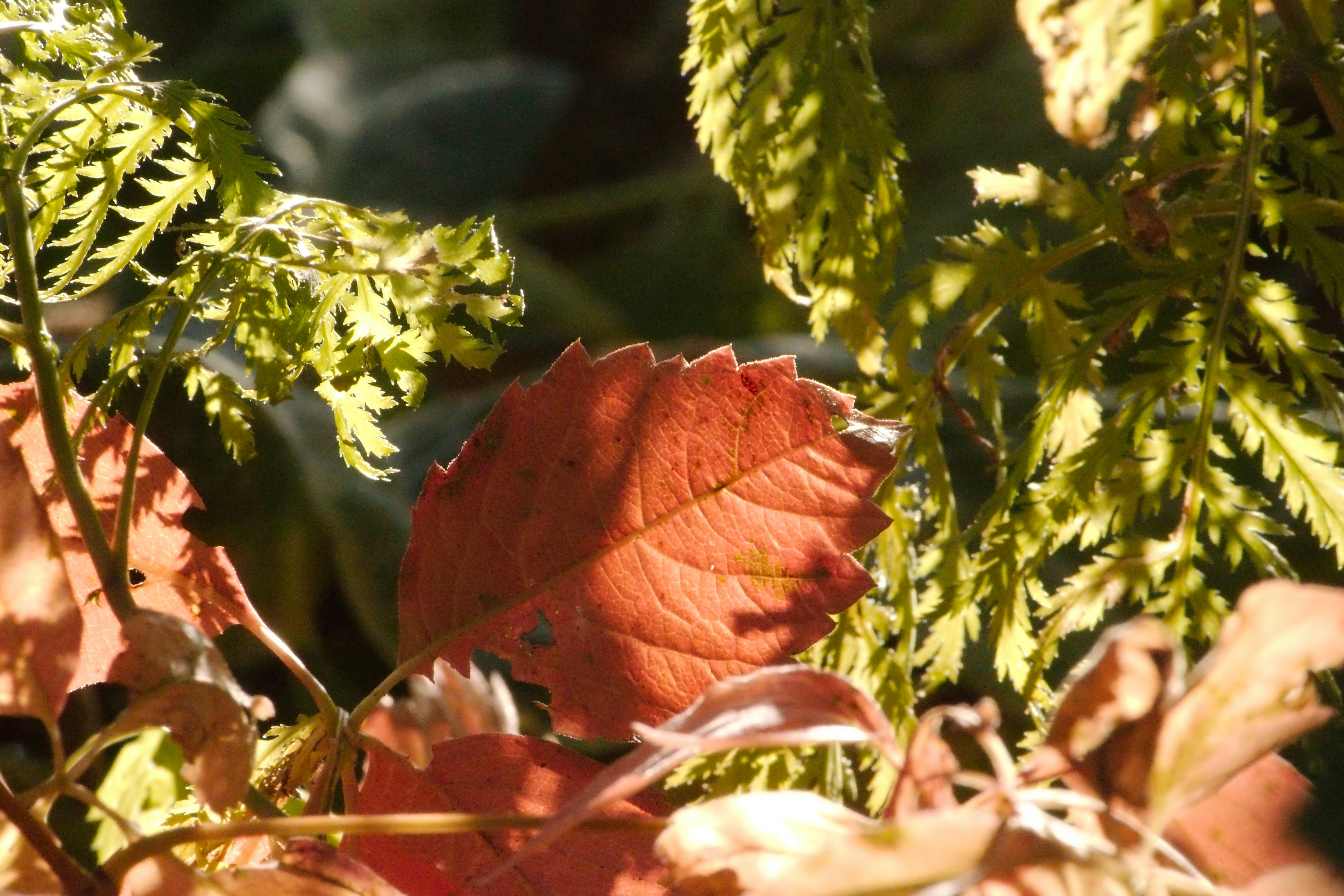 Autumn Leaf in Sunlit Ferns
