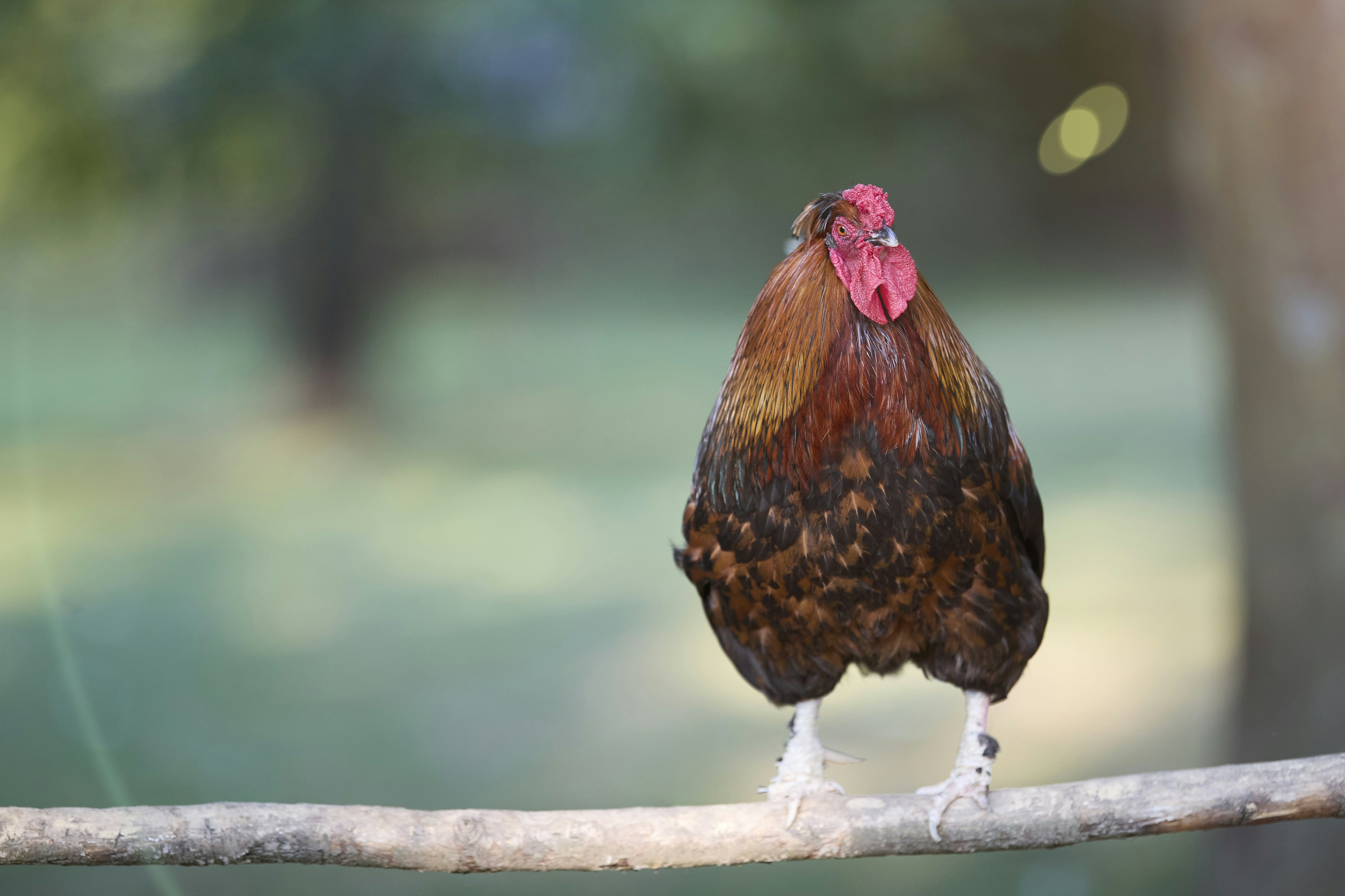 Red Rooster on a Moonlit Branch, in Soft-Focus Pasture