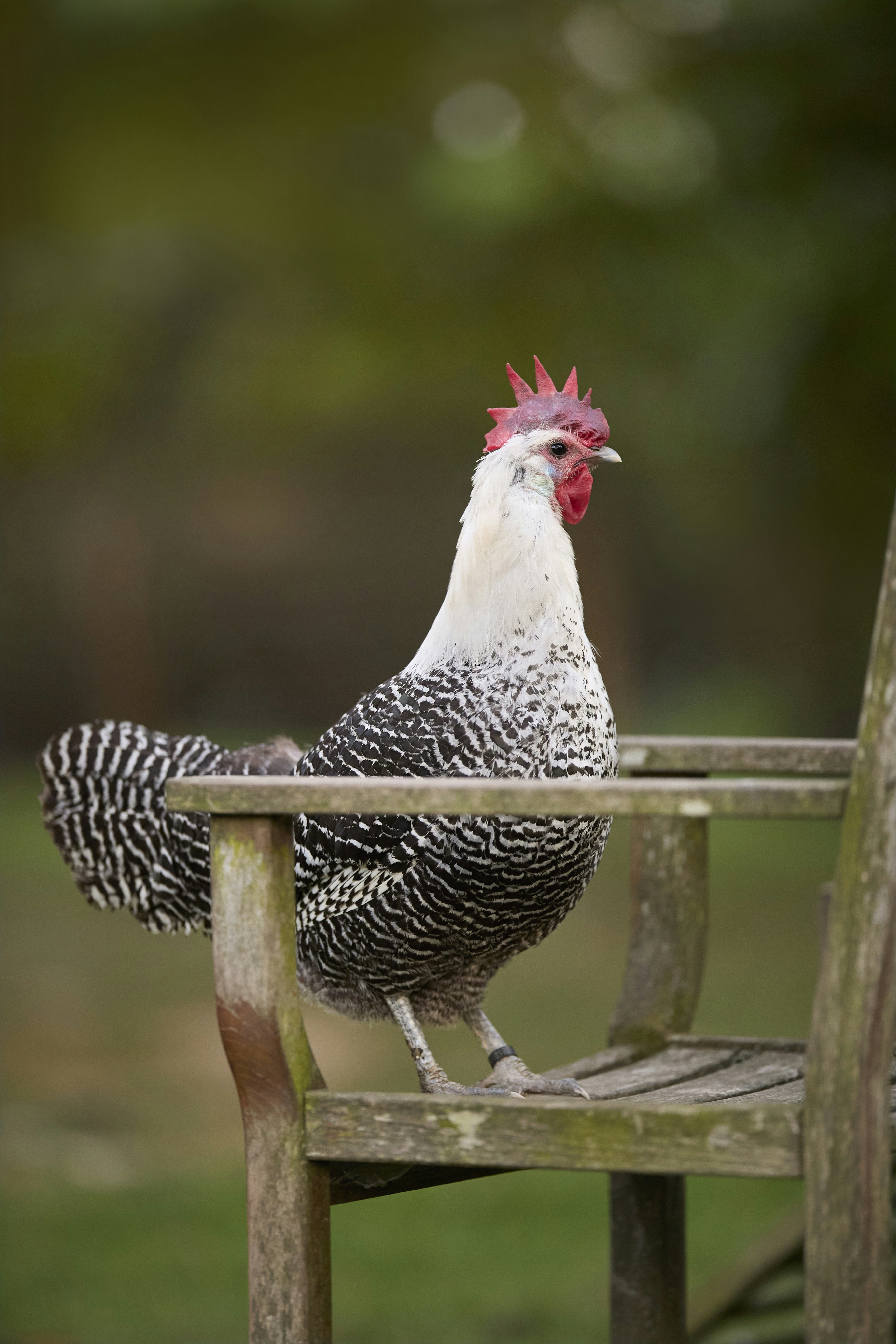 White hen on weathered bench with green backdrop