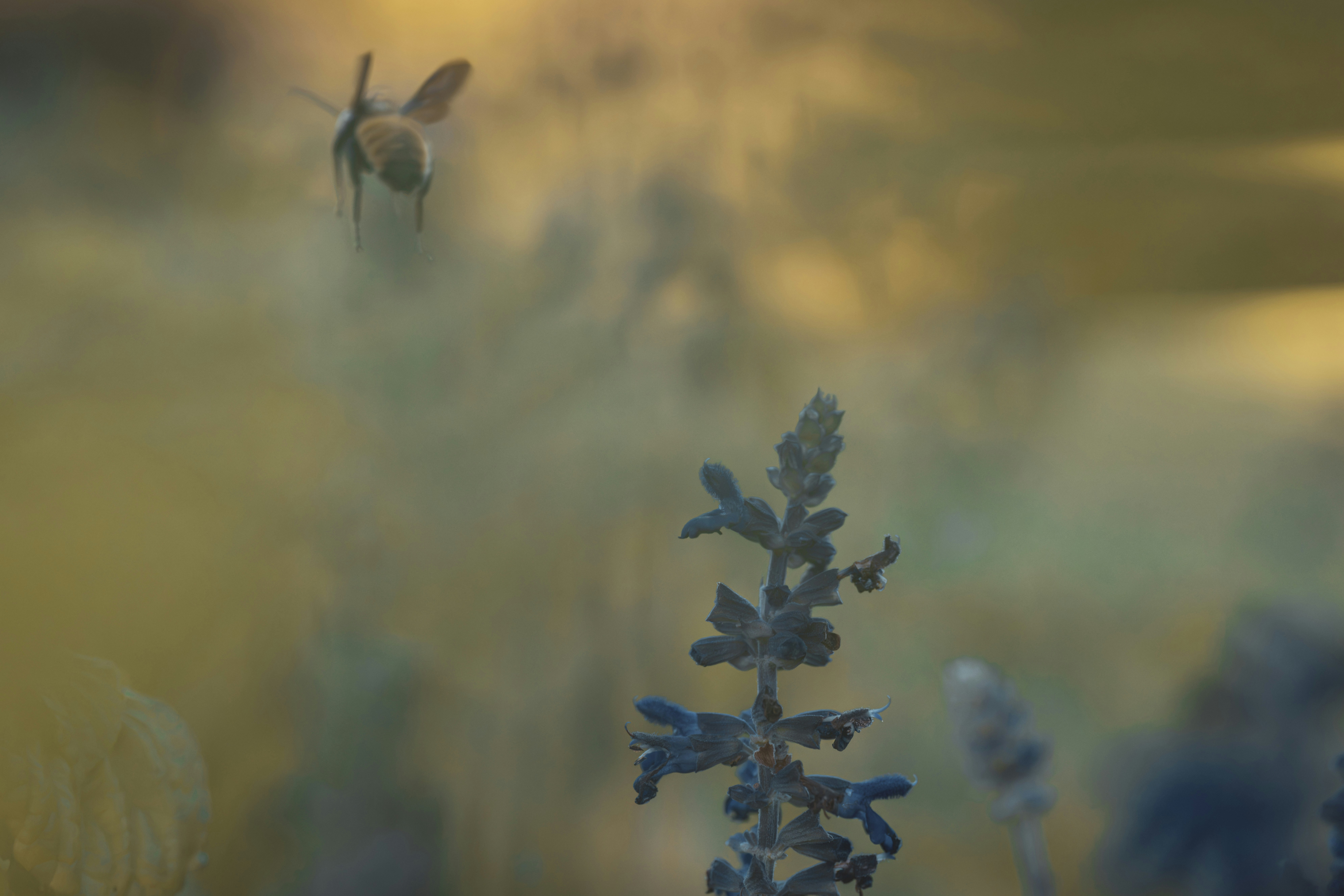 Hazy Meadow Encounter: Bee Hovering Over Lavender