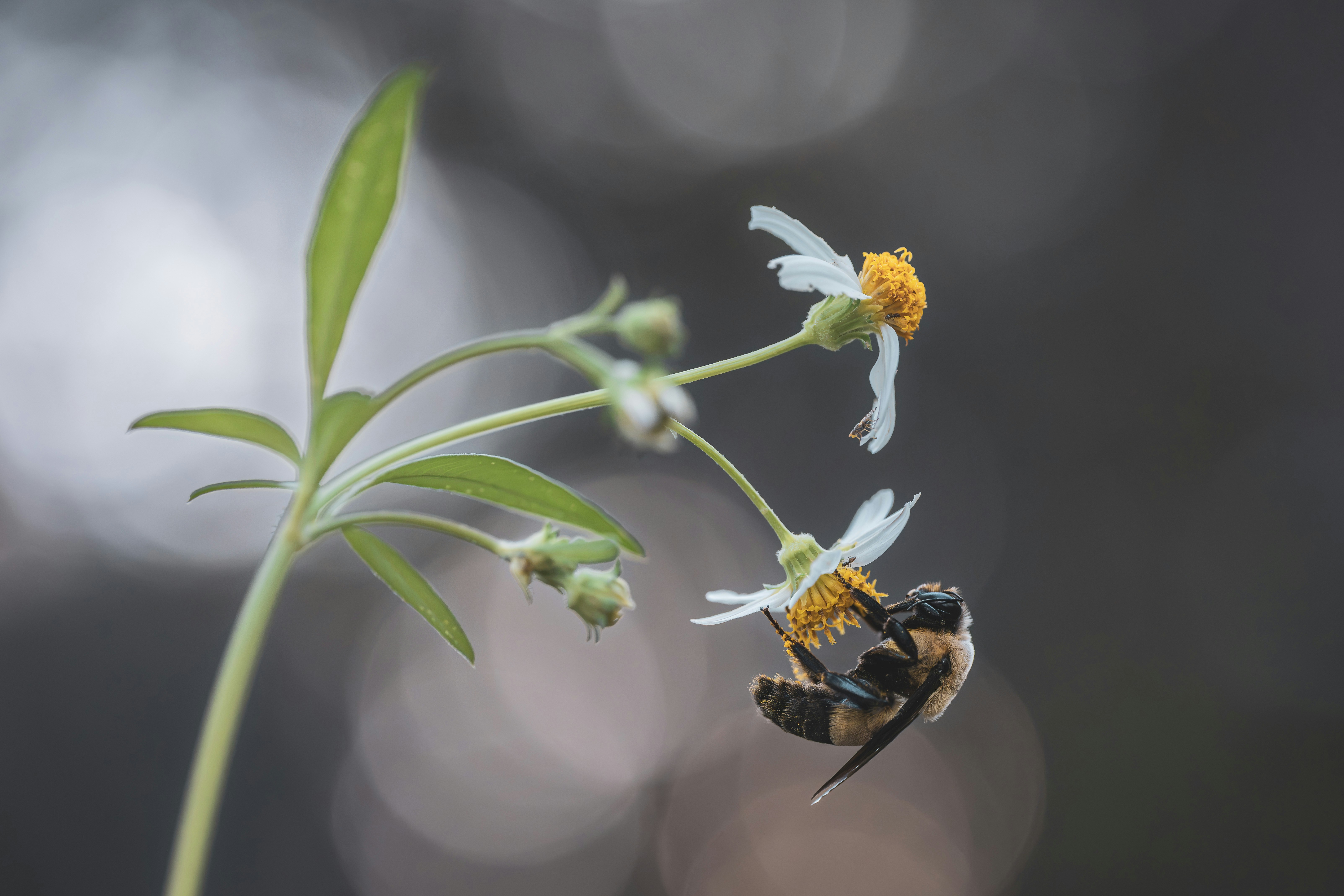 Close-quarters Bee at the Bloom: A Delicate Pollinator in Soft Backlight