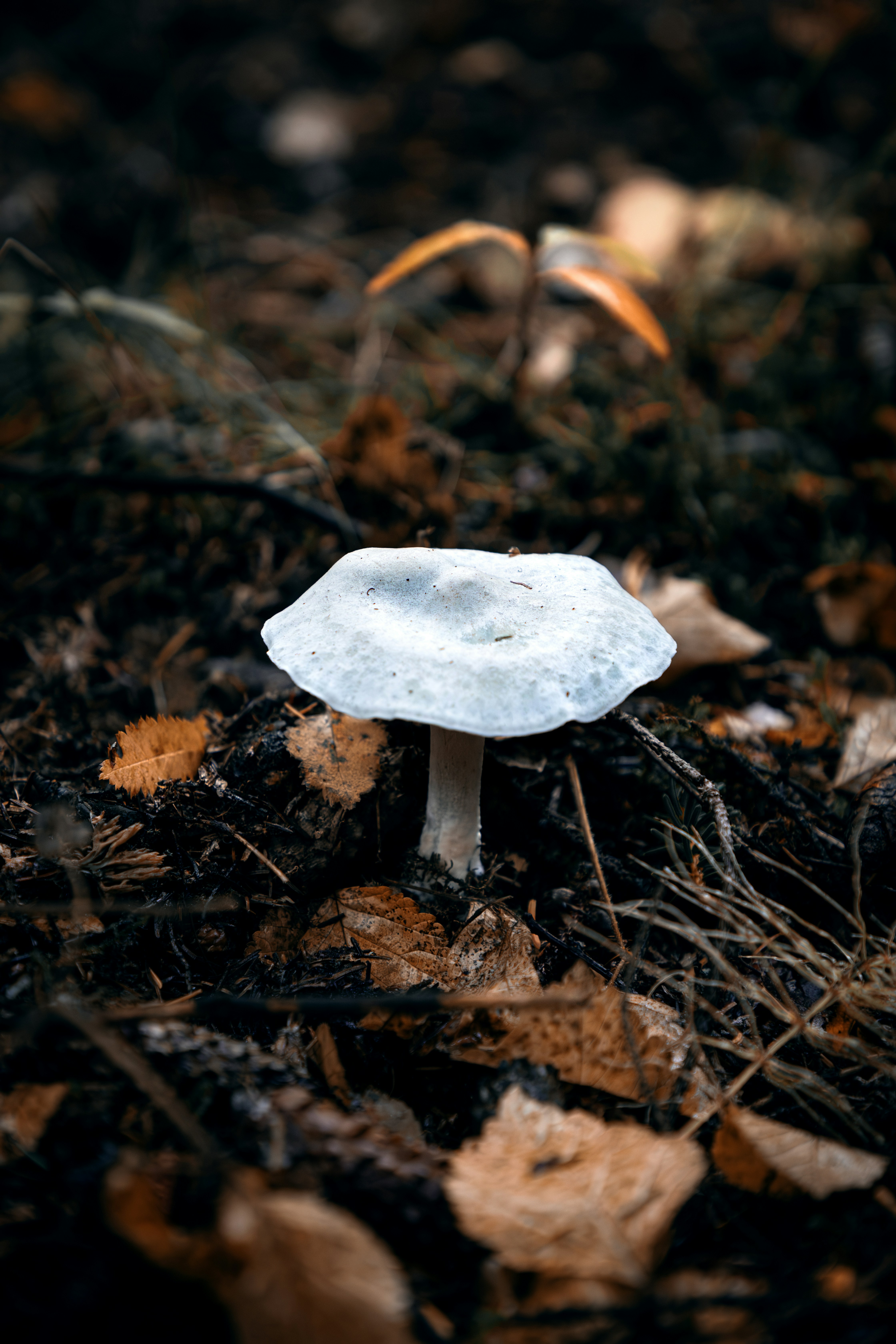 Sapwhite Sentinel: A lone mushroom among autumn leaves