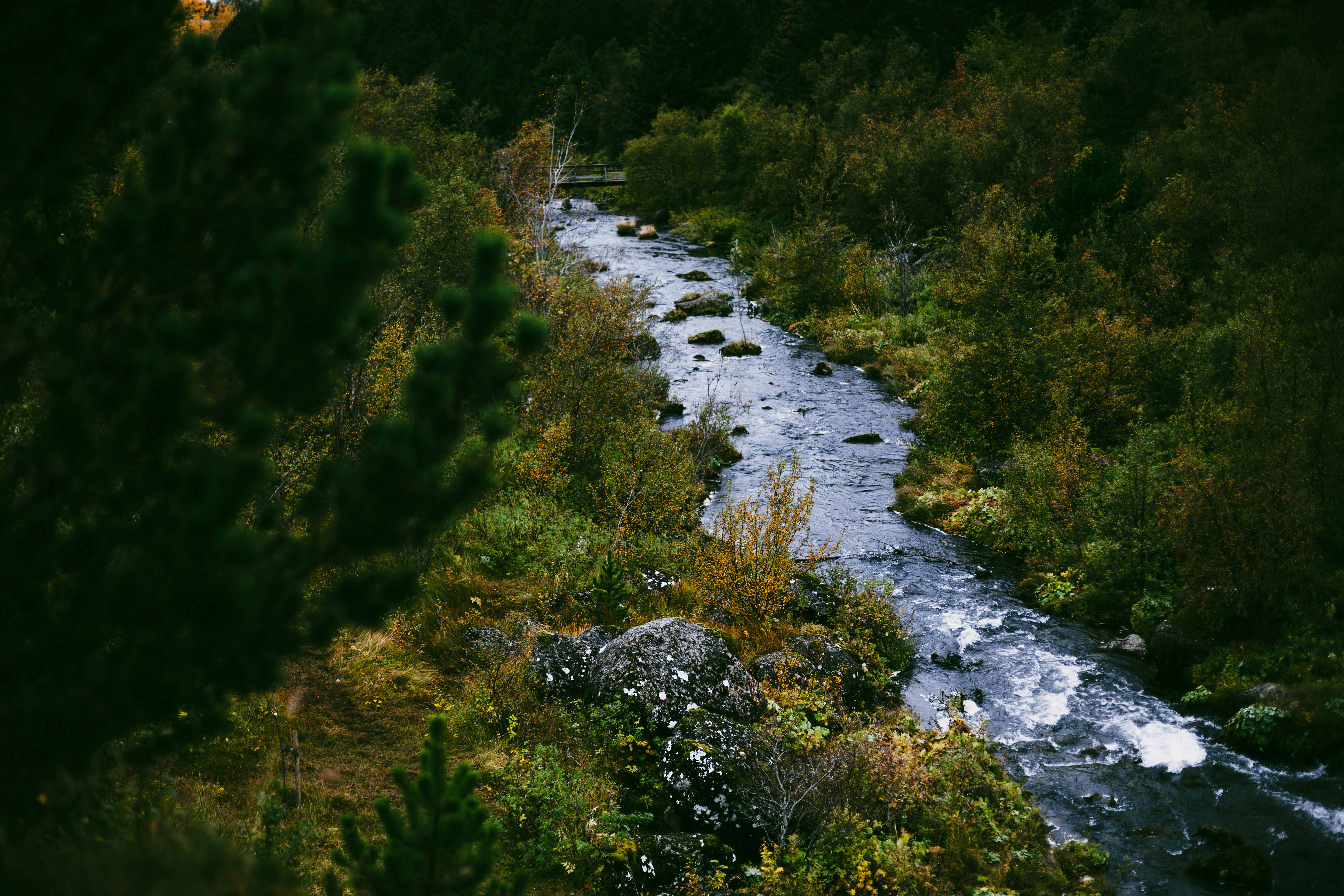 Whispering River Through Autumn Pines