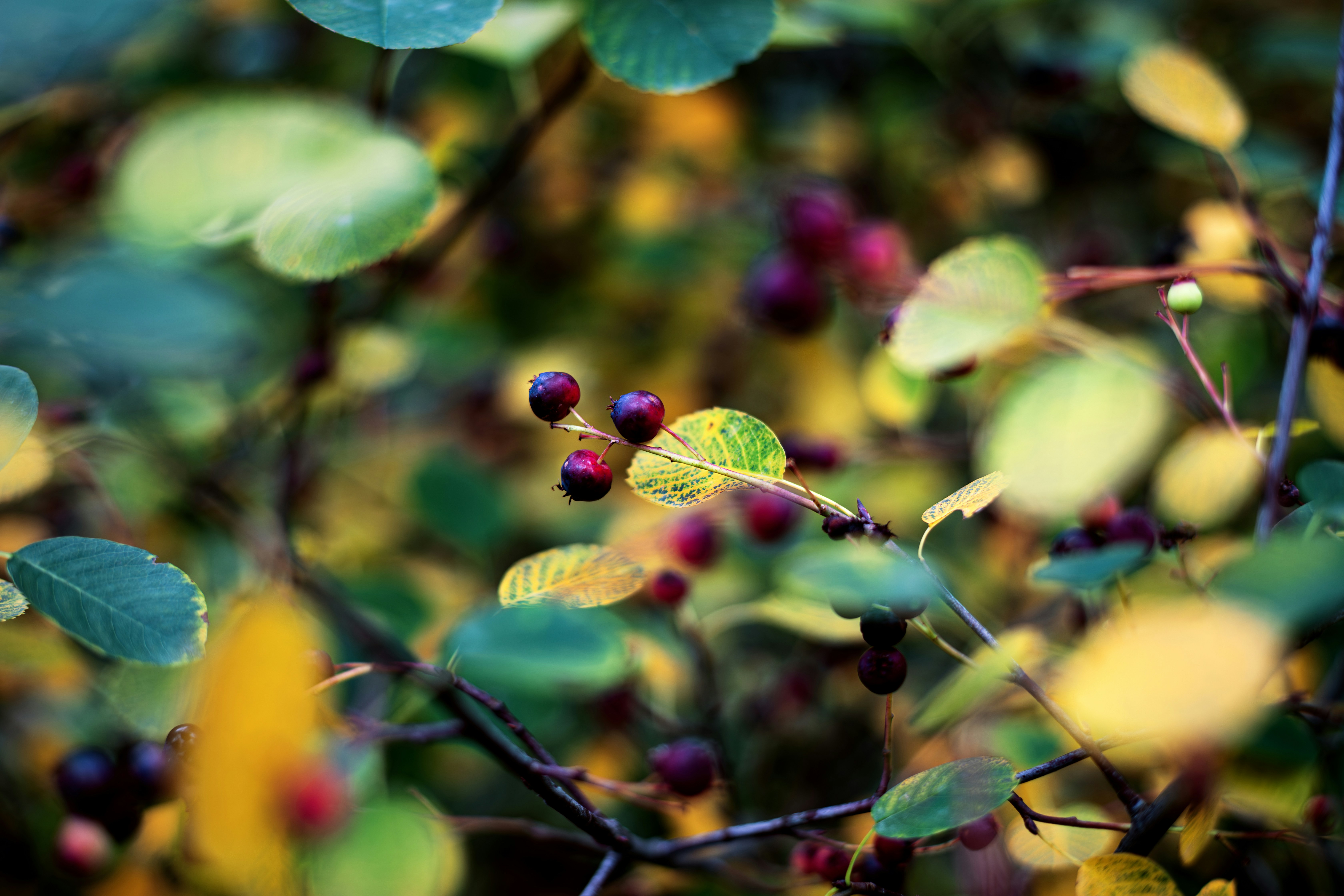 Vibrant Berry Bokeh: A Quiet Moment Among Autumn Leaves