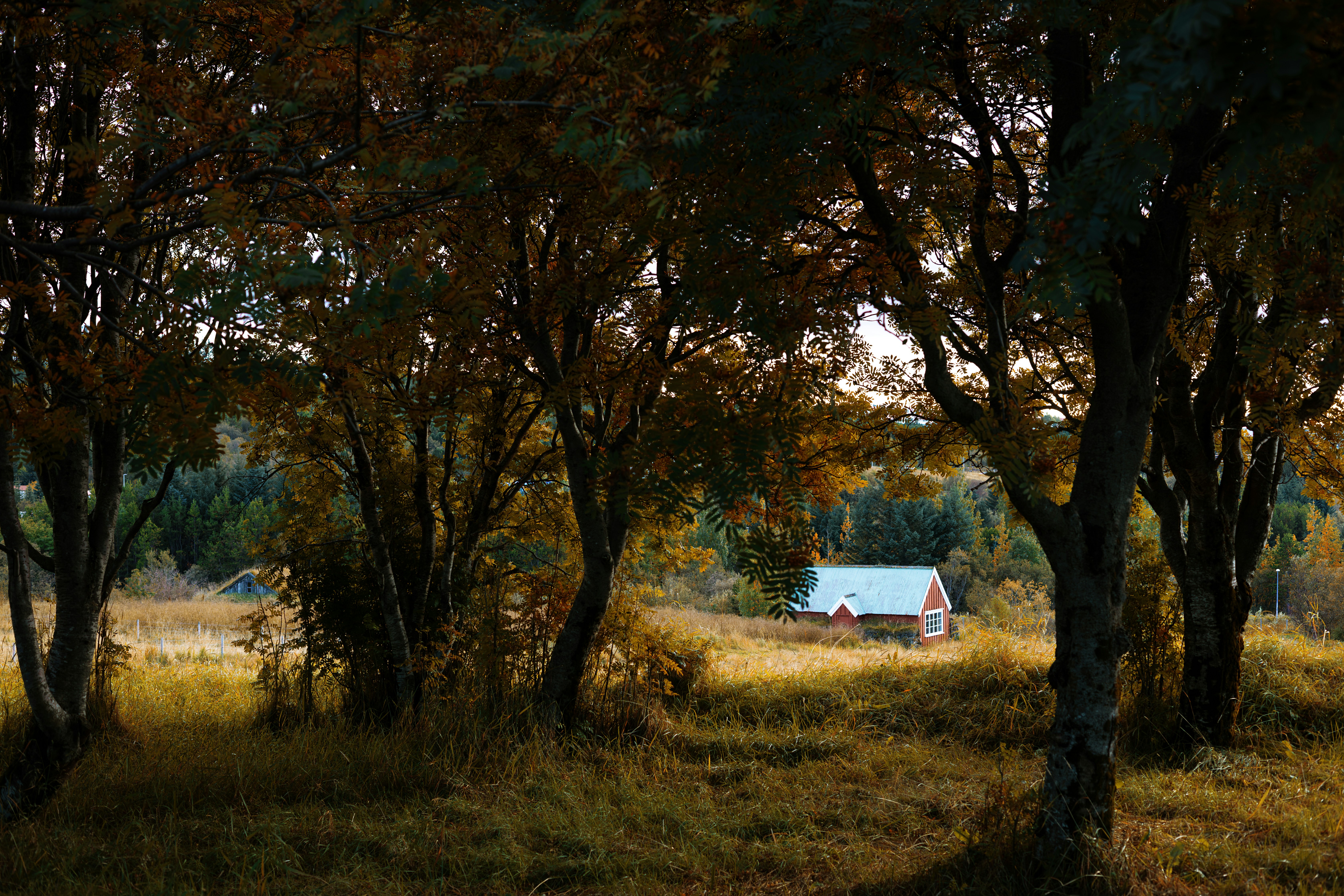 A Hidden Cottage Framed by Autumn Pines
