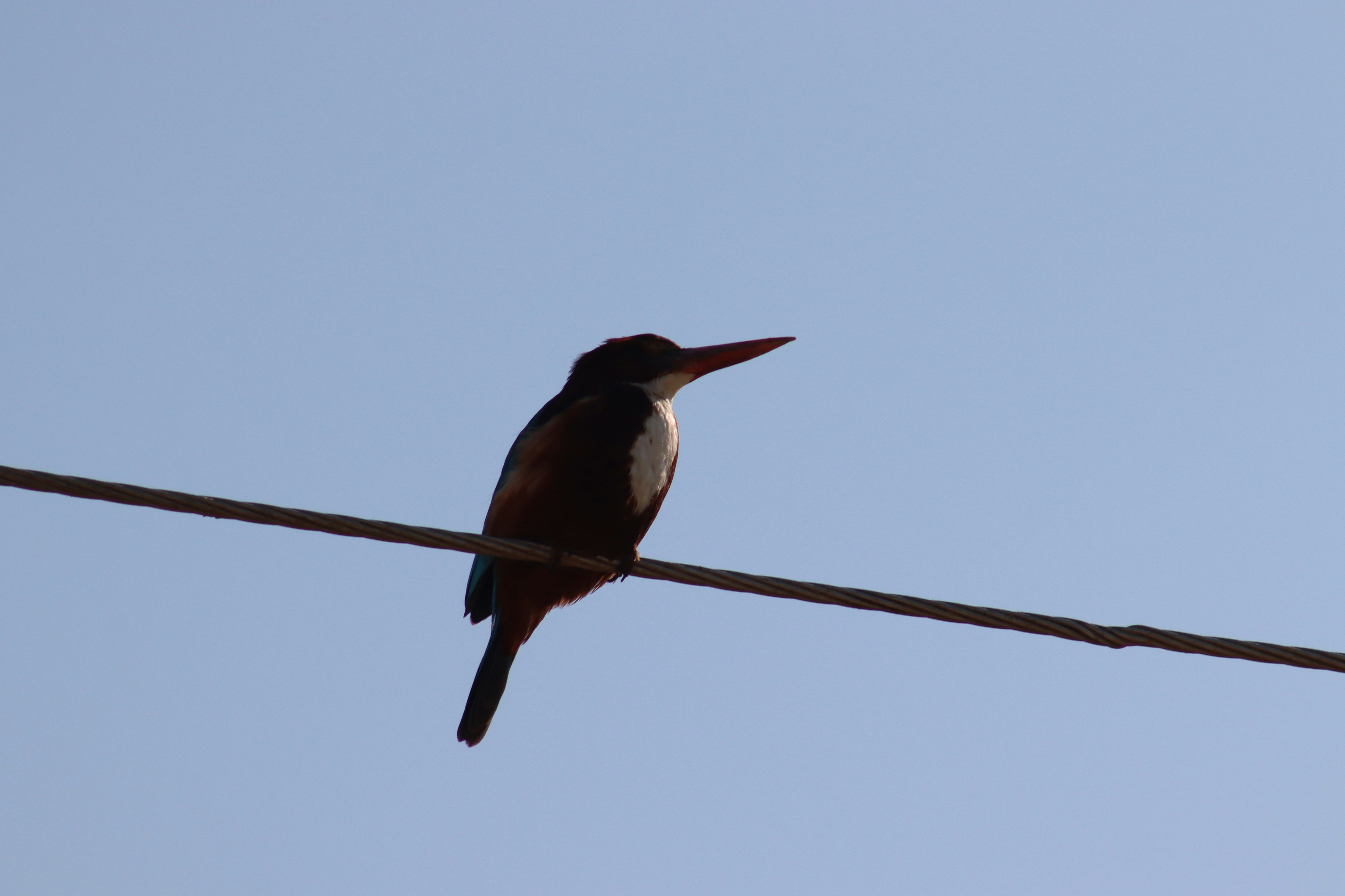 Perched Kingfisher Against a Clear Morning Sky