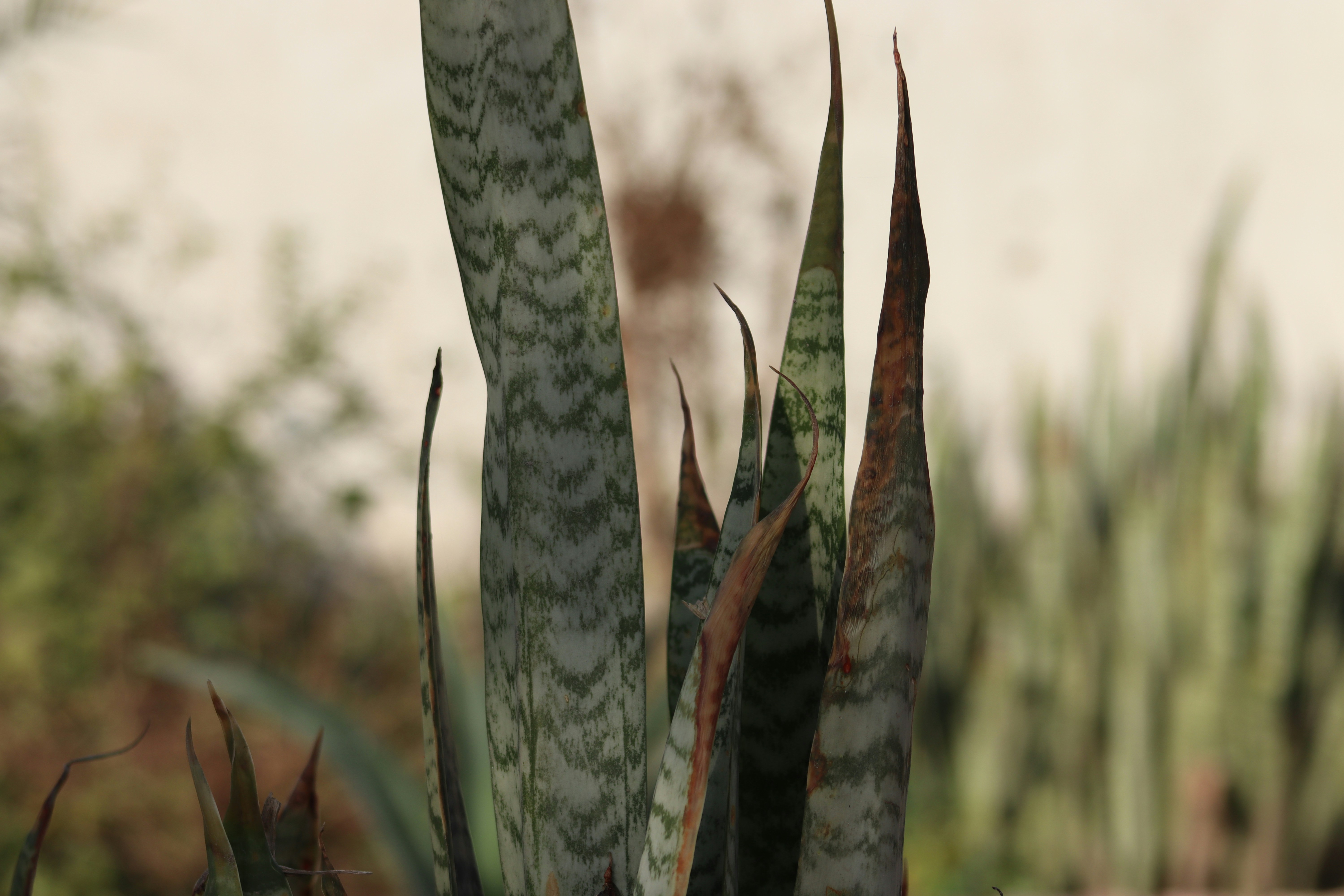 Striated Green: Close-up of Snake Plant Foliage in Morning Light