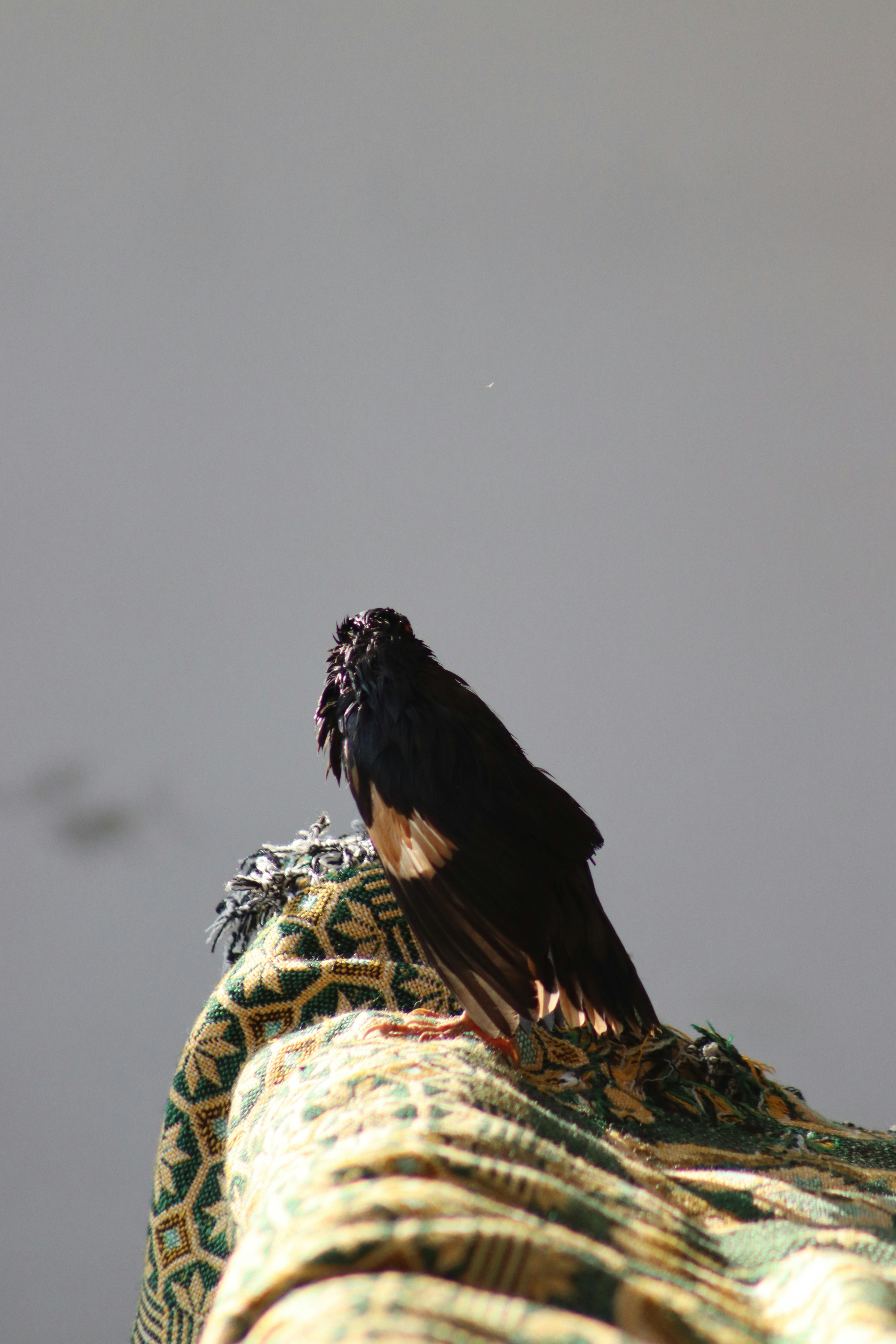 Dark bird perched on patterned fabric draped over a surface in soft light. A simple, close-up capture focusing on the bird's silhouette and texture of the textile.