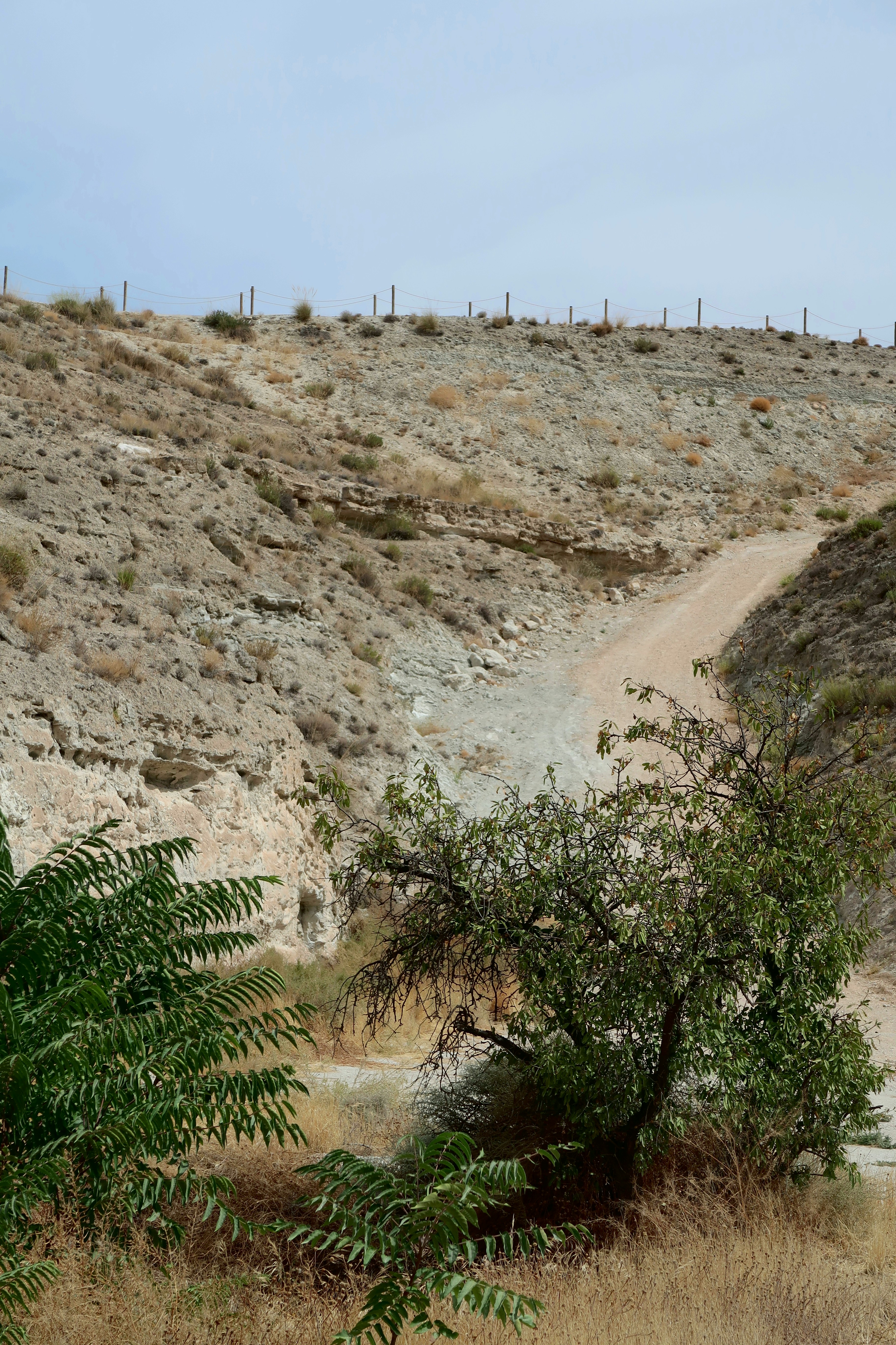 Desert Path Wears Its Quiet Slopes Down to a Gnarled Tree