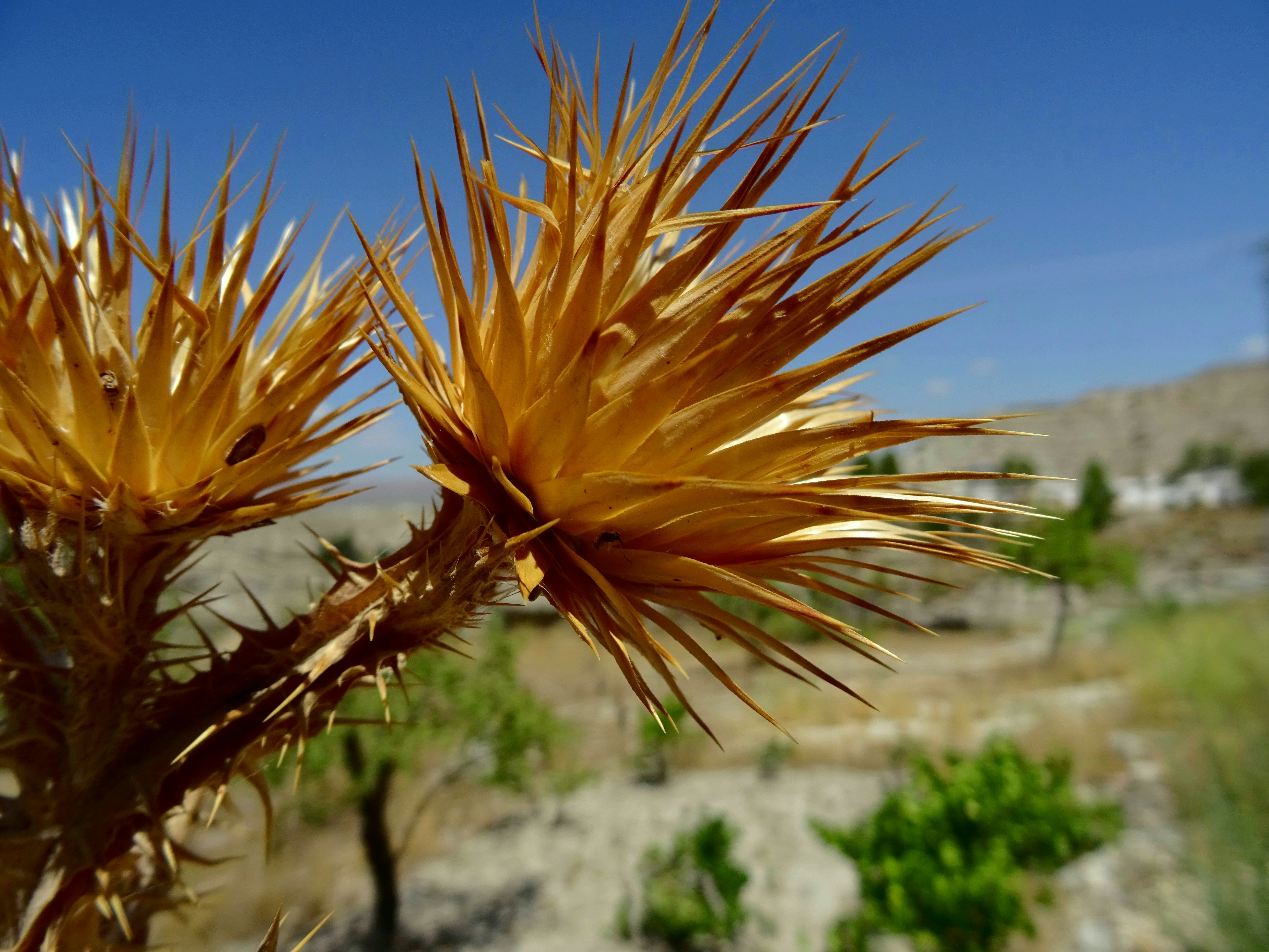 Desert Thistle in Focus: Golden Spikes Against a Harsh Sky