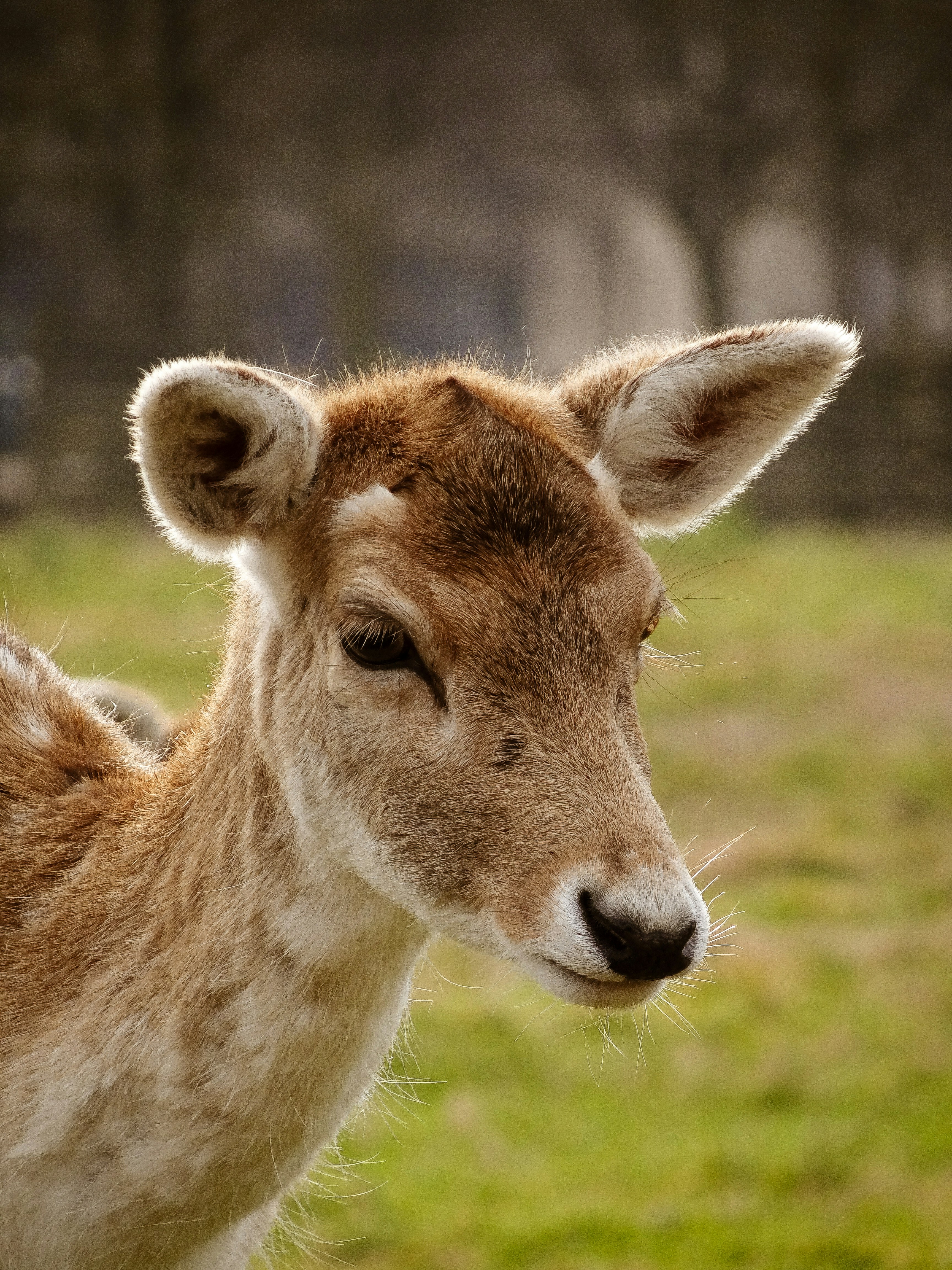 Close-up of a curious foal: warm light on a grazing meadow