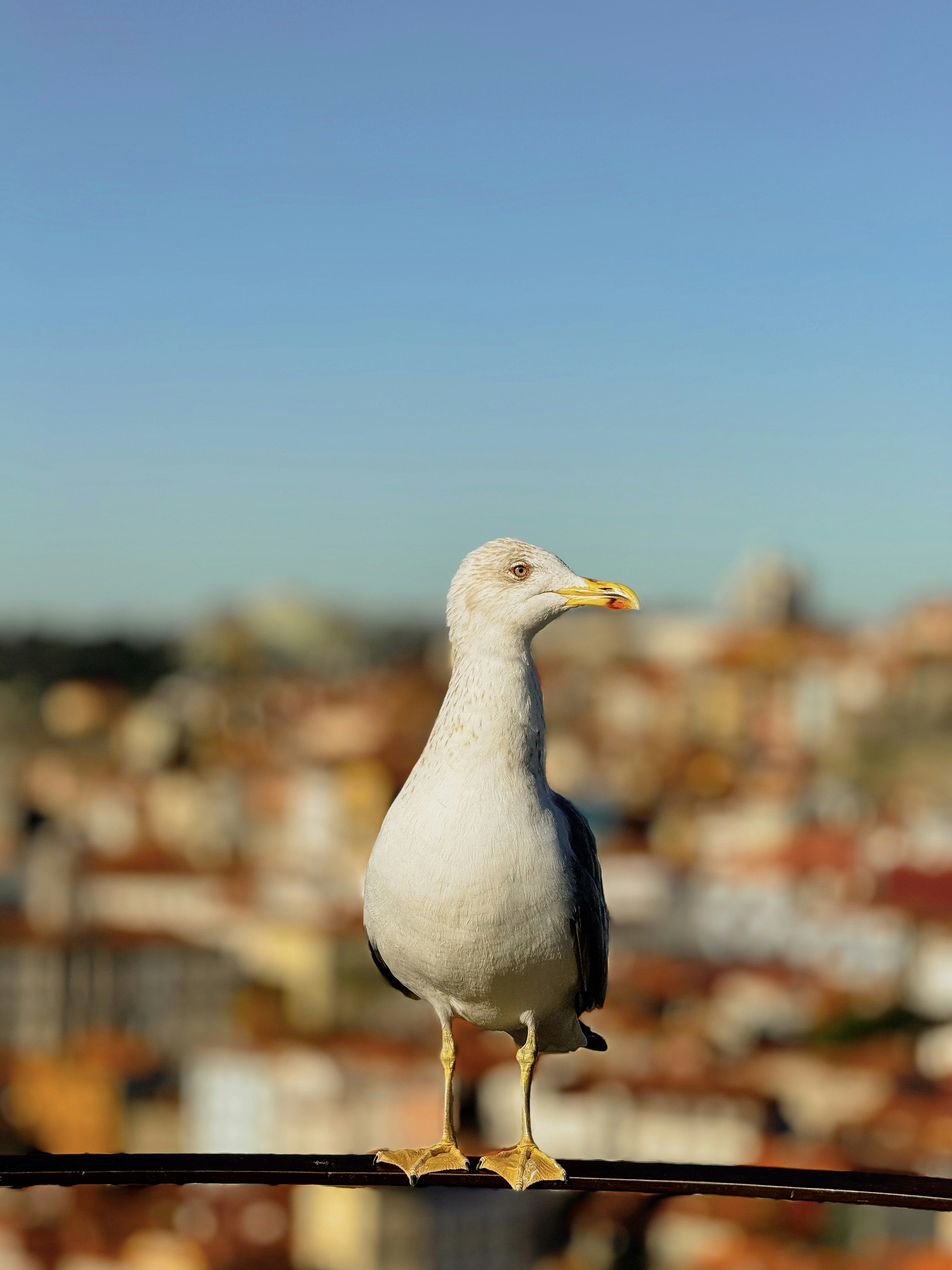 Seagull Sentinel Over a Tomo-Tiled City