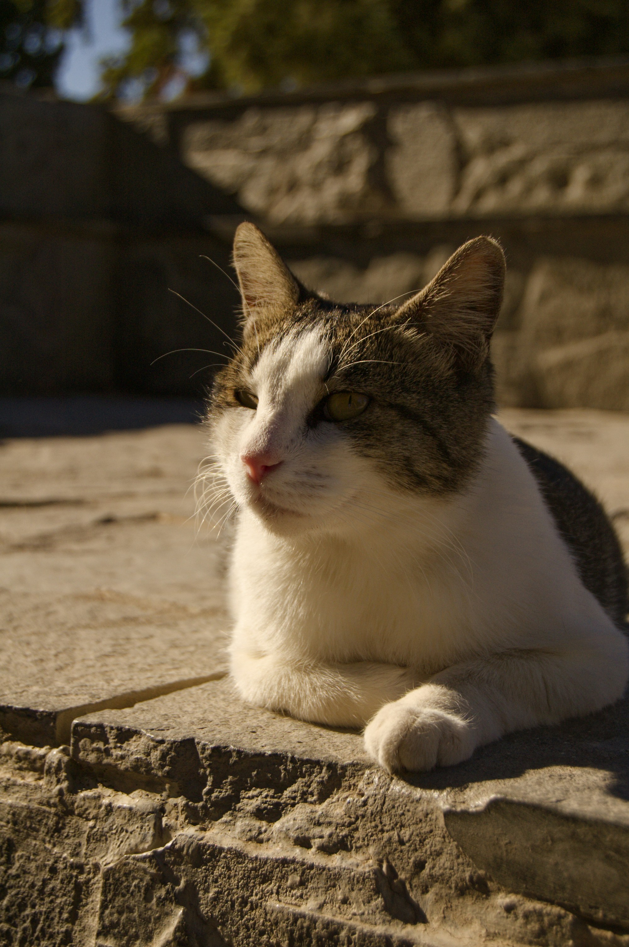 Sunlit Cat on Stone Terrace: Quiet Gaze in Warm Afternoon Light