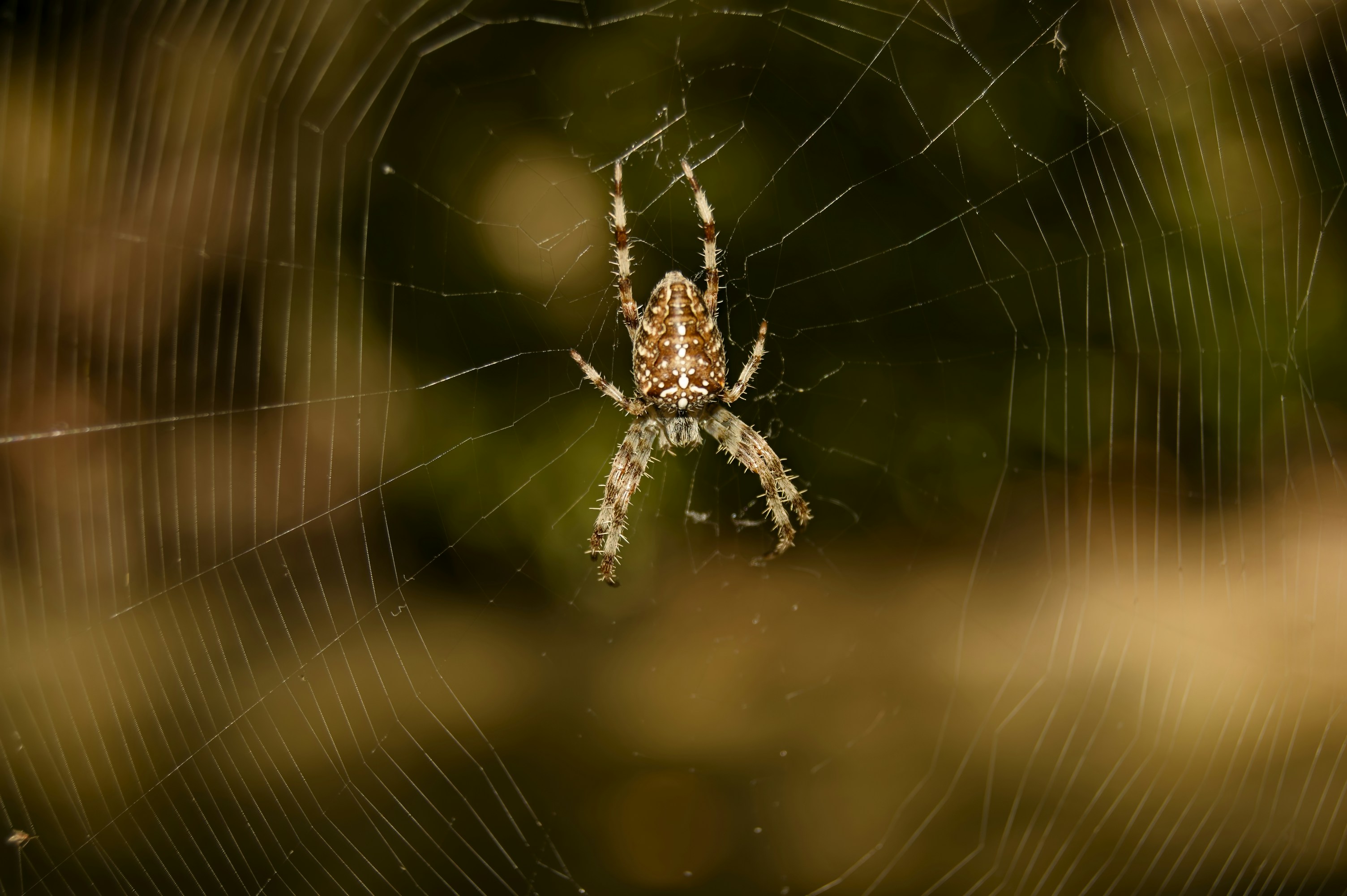 Ornate Spider Anchored at the Center of a Silk Cathedral