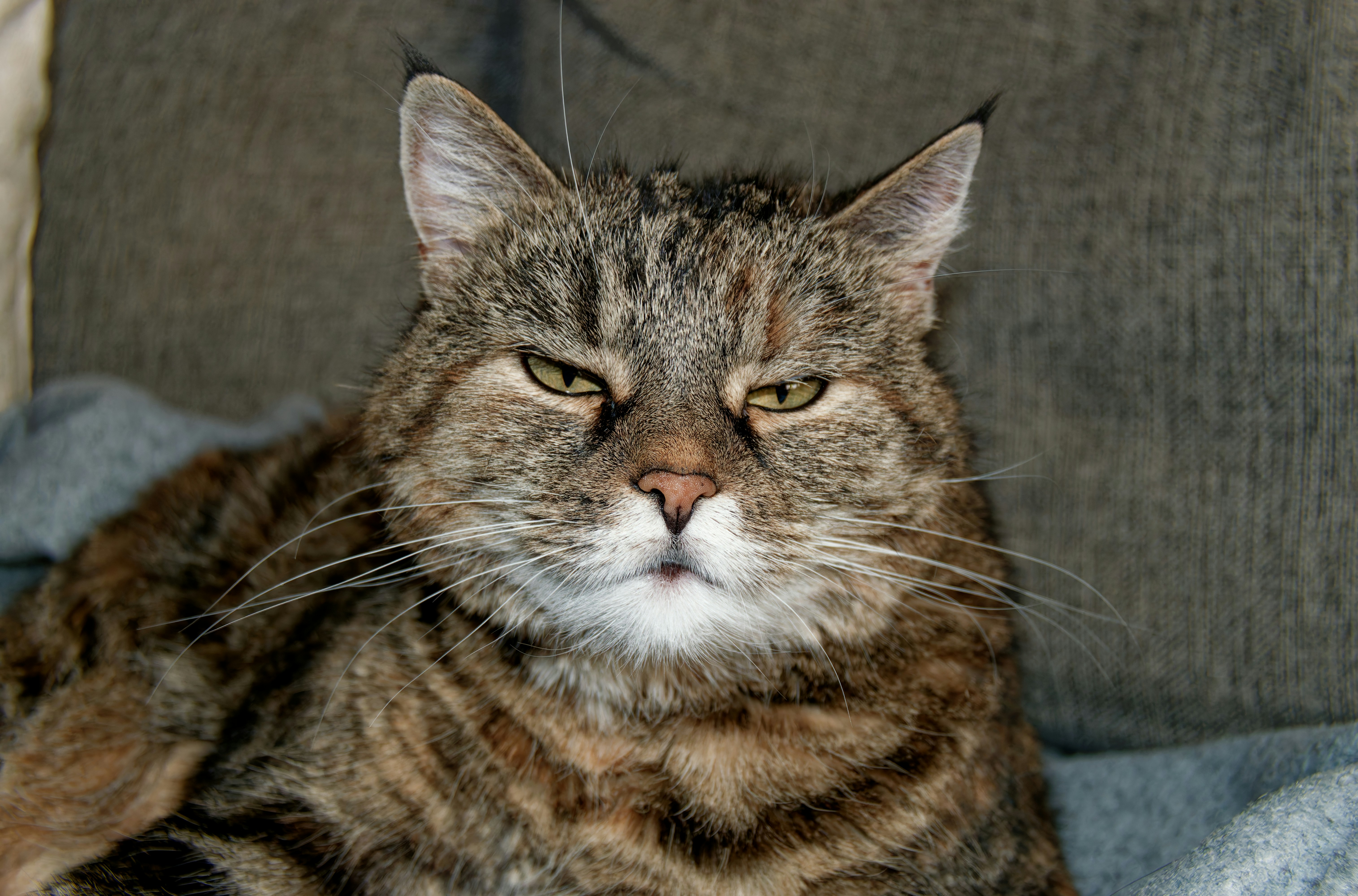 Midday Recluse: A Cat’s Neutral Gaze on a Cozy Couch