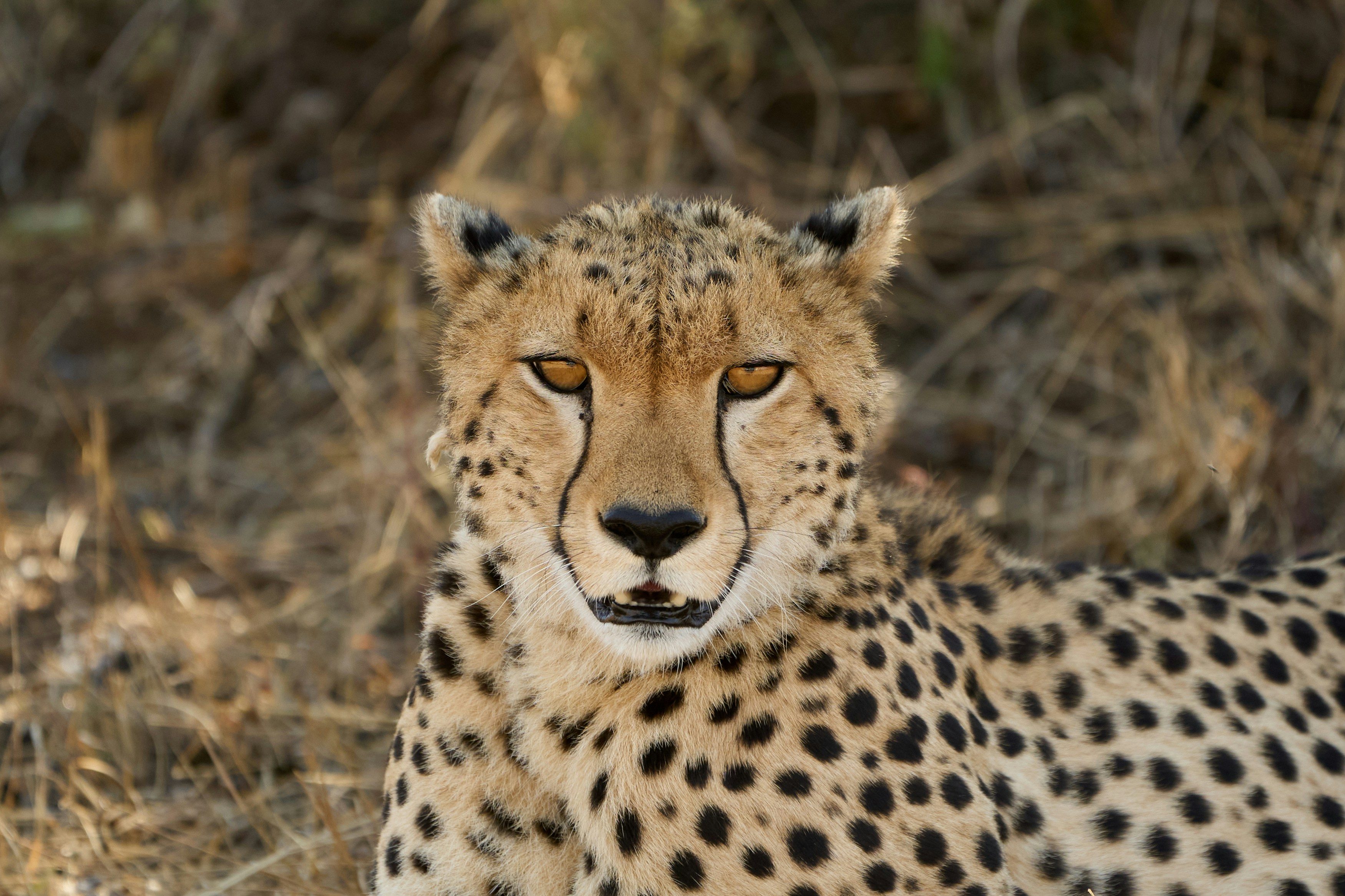 Cheetah in the Grass: A Steely Gaze Beneath the Sunlit Dapple