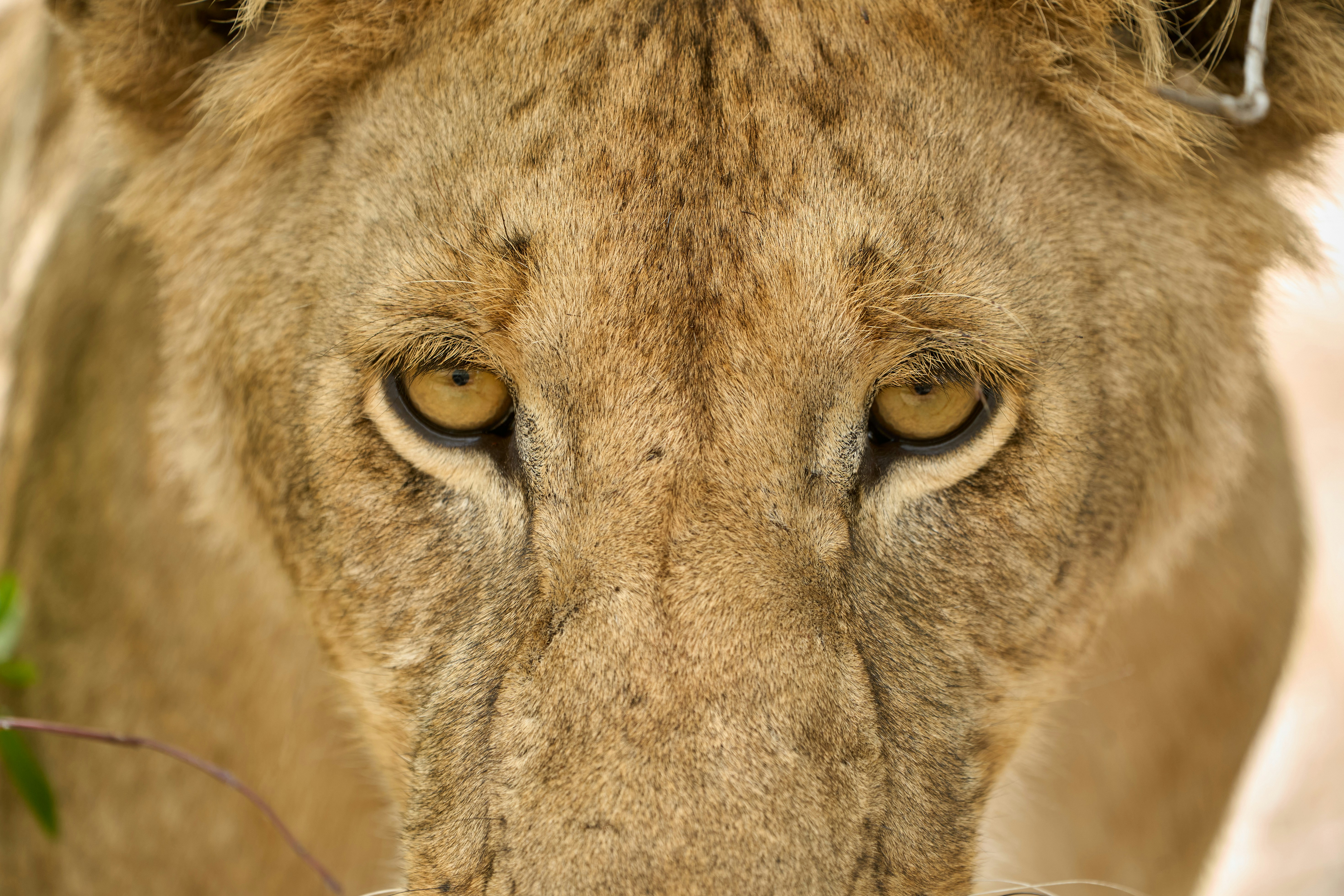 Eyes of the Savannah: A Lioness in Close Focus