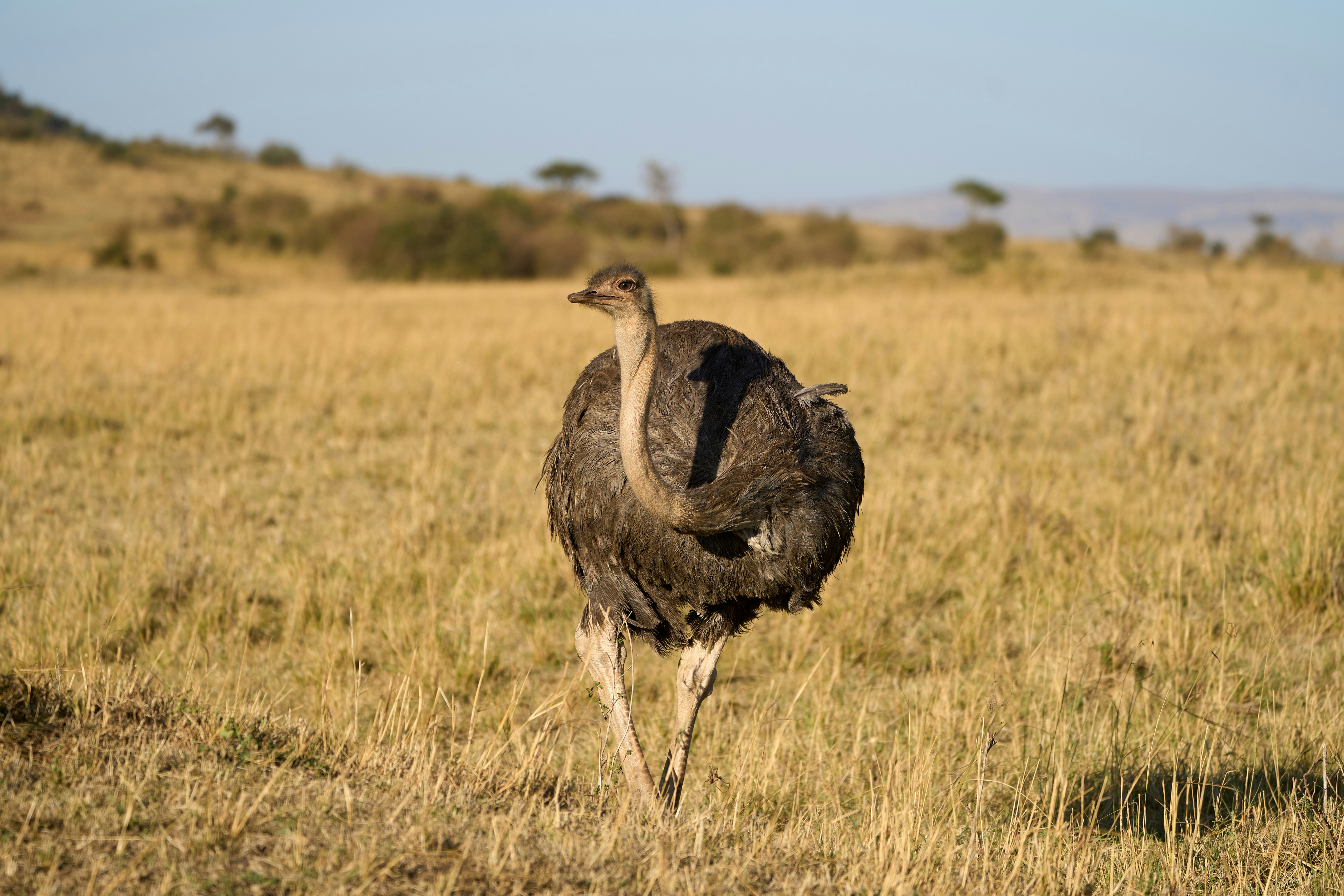 Lonely Ostrich Amid Golden Grasslands at Dusk