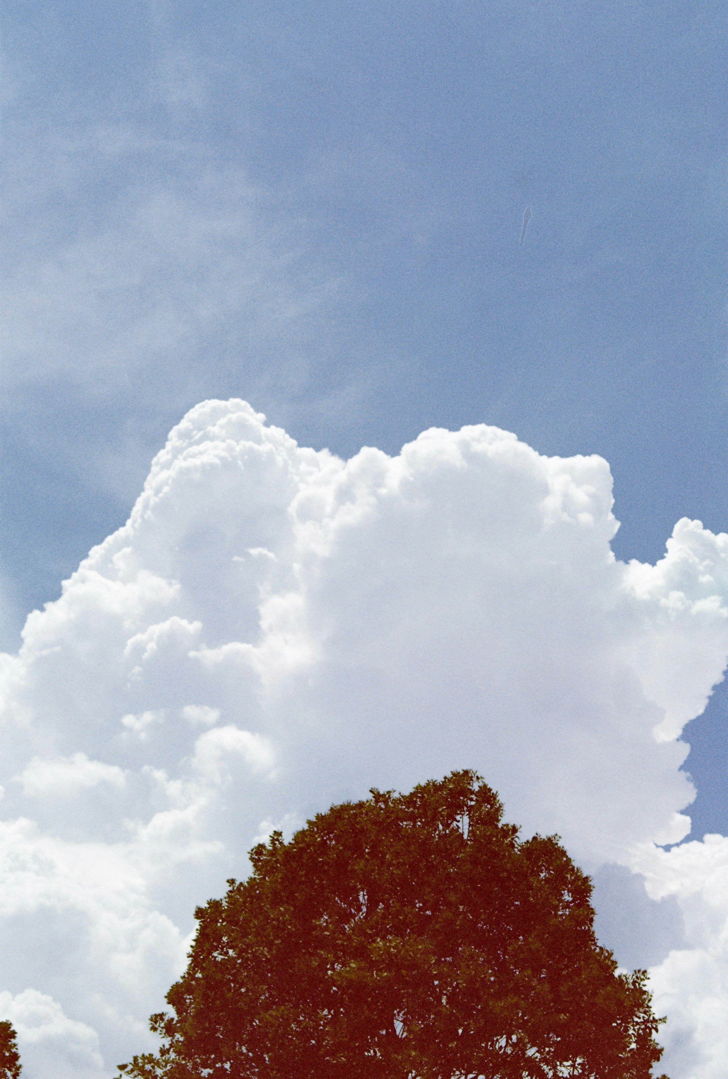 Tall Cloud Veil Above a Tree Canopy