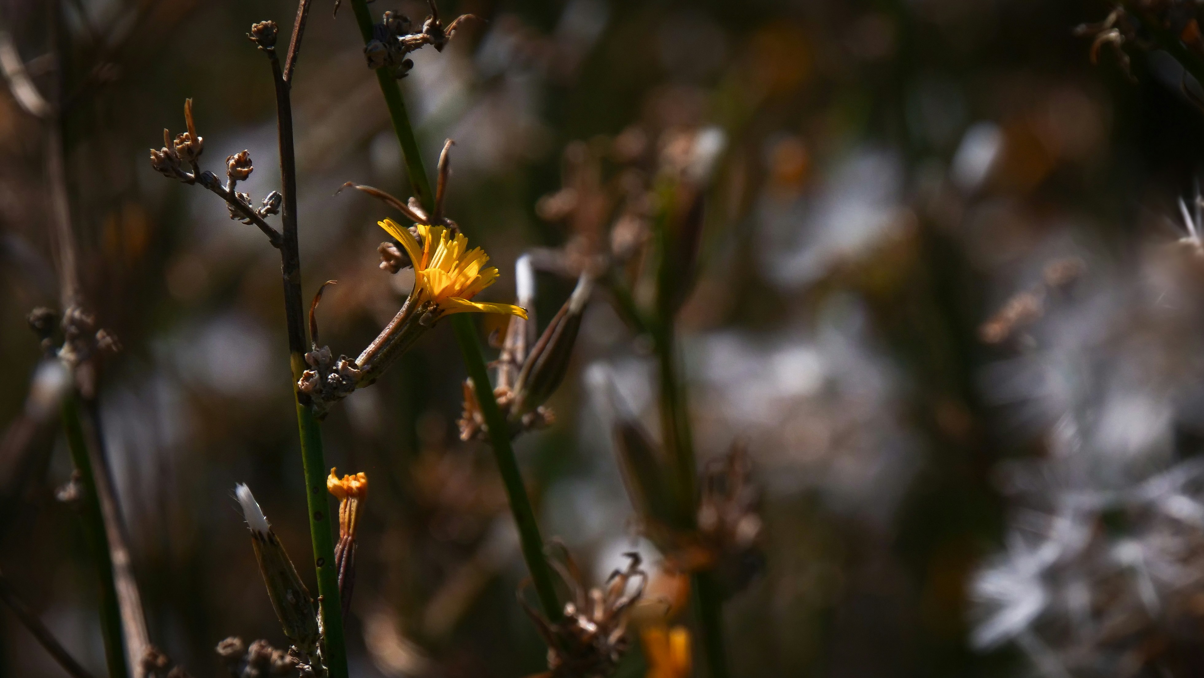 A close-up of a small yellow flower amid dark, slender stems and blurred background, highlighting a delicate bloom within an overgrown thicket.