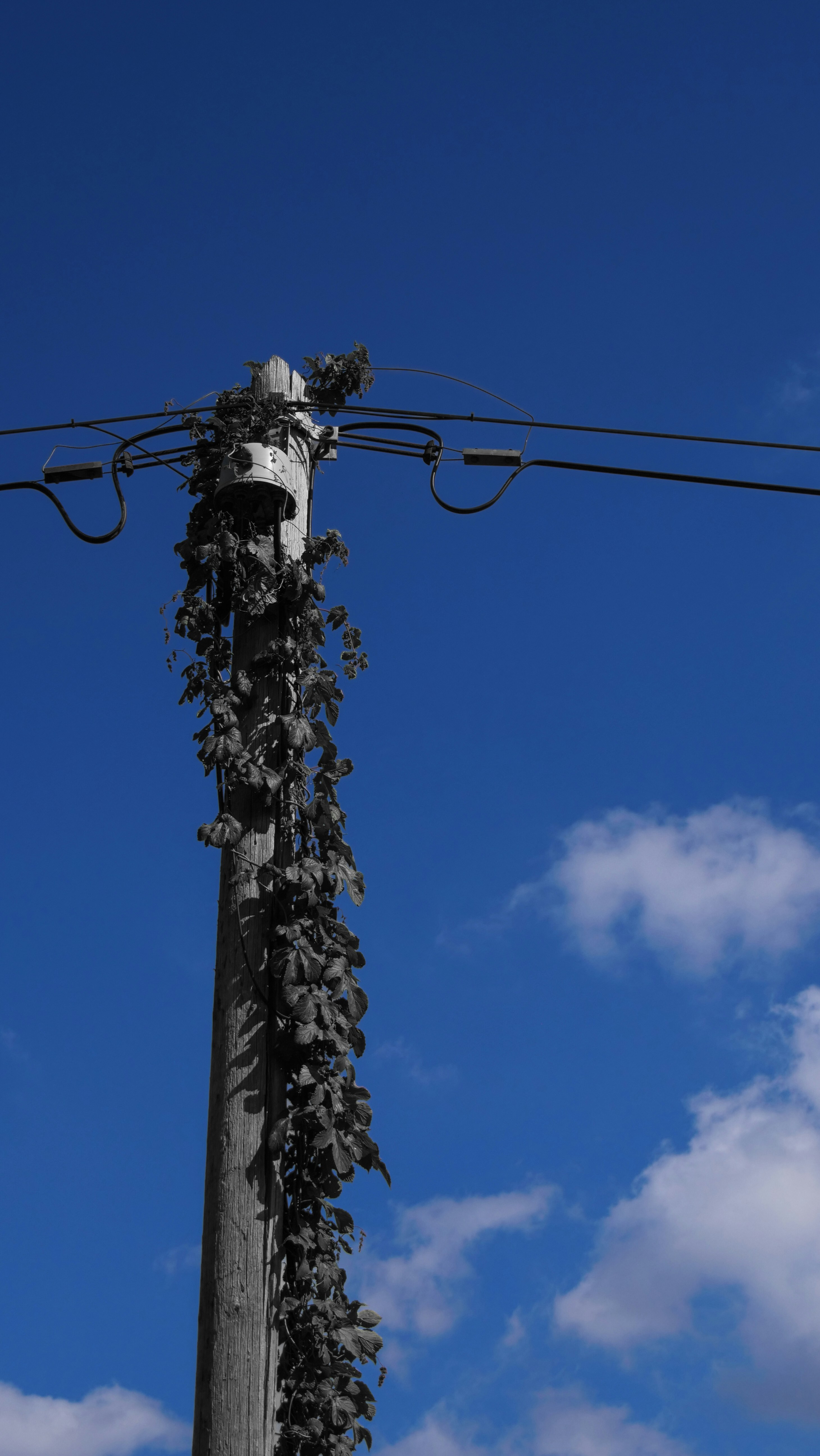 Ivy-Clad Utility Pole Reaching Toward a Clear Blue Sky