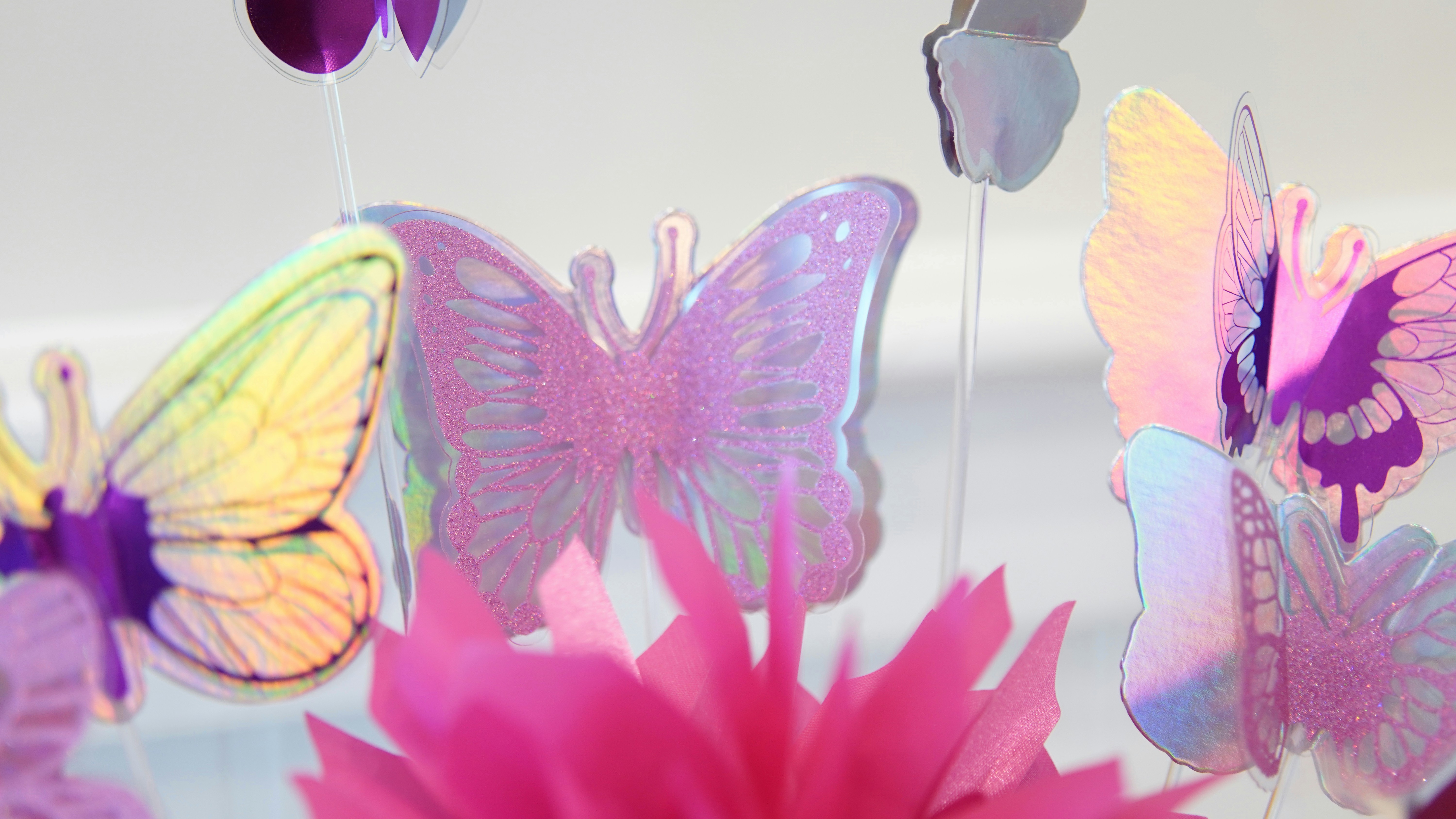 Colorful Flutter: A Close Encounter with Delicate Butterflies