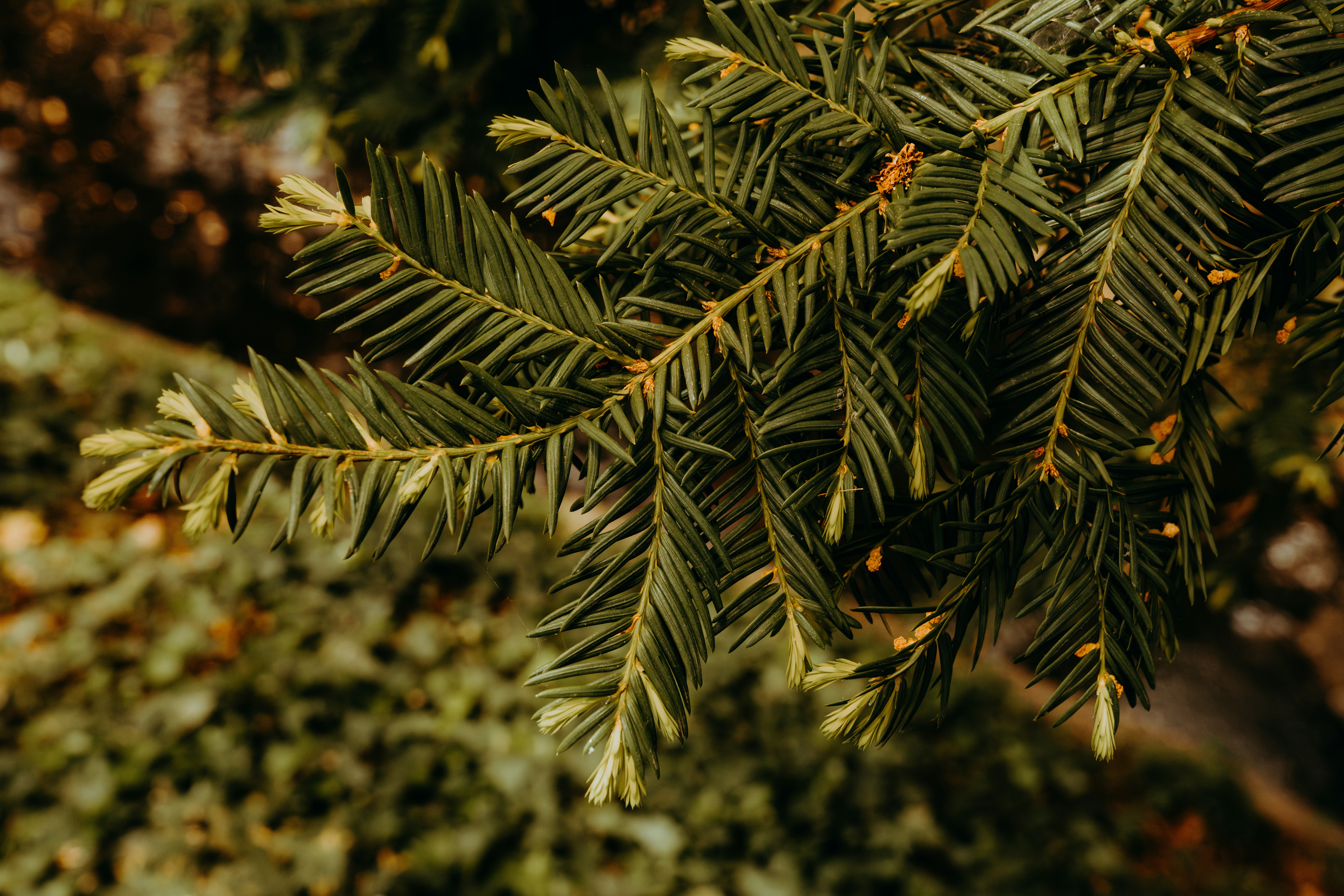Close-up of pine needles with a blurred background, highlighting textures and natural colors in soft light. This is a photography detail shot of plant foliage.