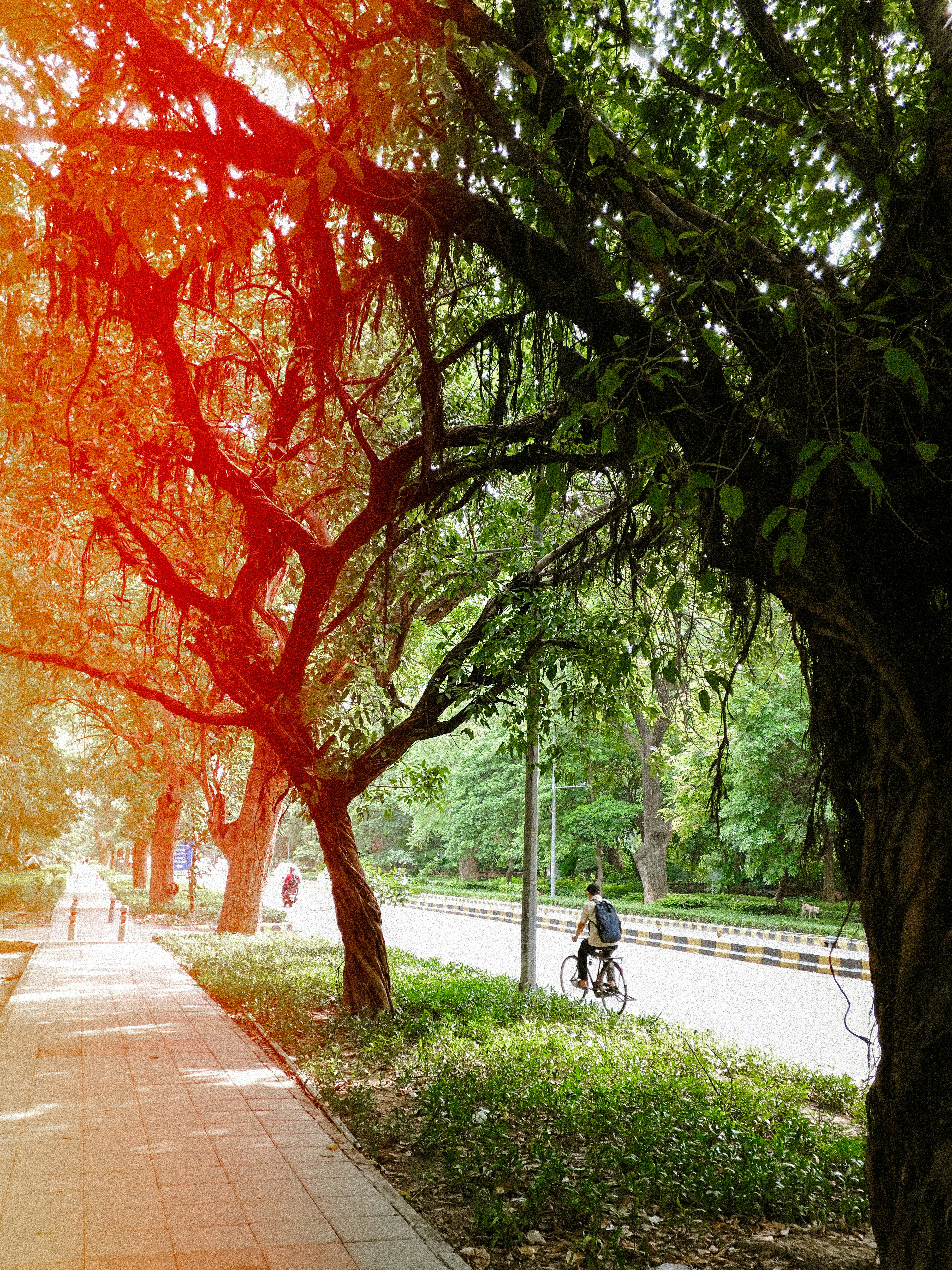 Sun-dappled sidewalk with trees arching overhead; a cyclist rides along a road lined with greenery on a bright day.