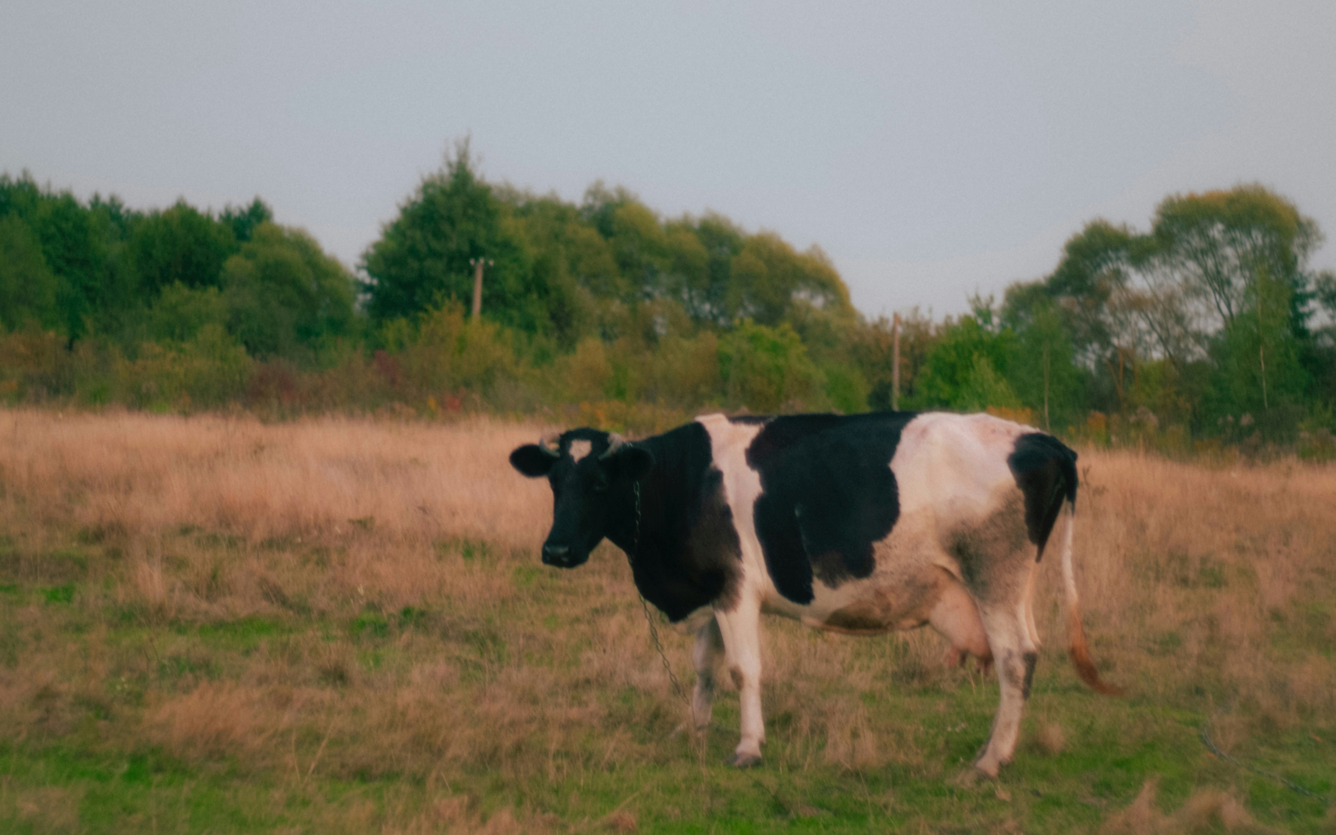 Pasture Guise: A Curious Black-and-White Cow in an Open Field