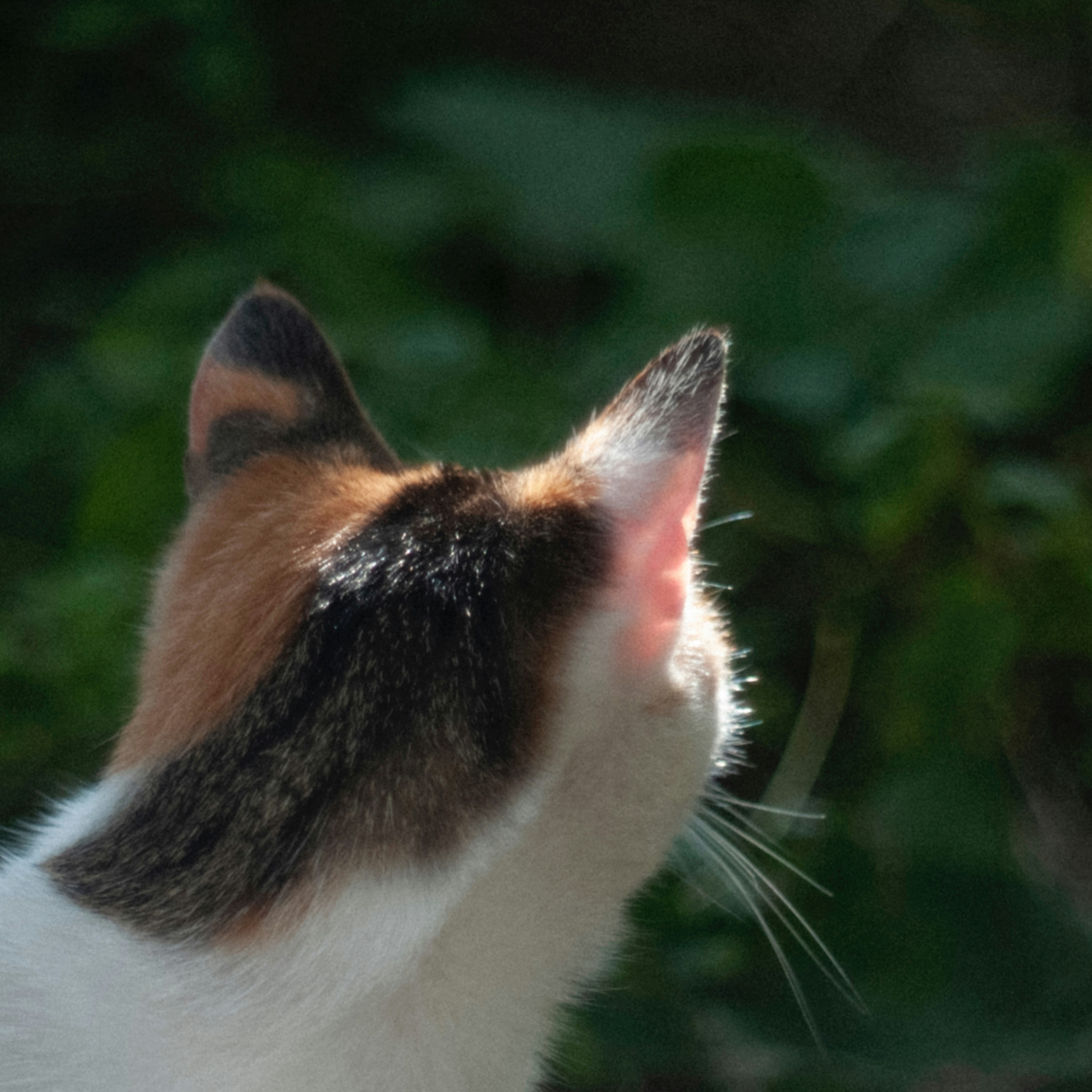 Backlit Calico Ears: A Cat’s Quiet Moment