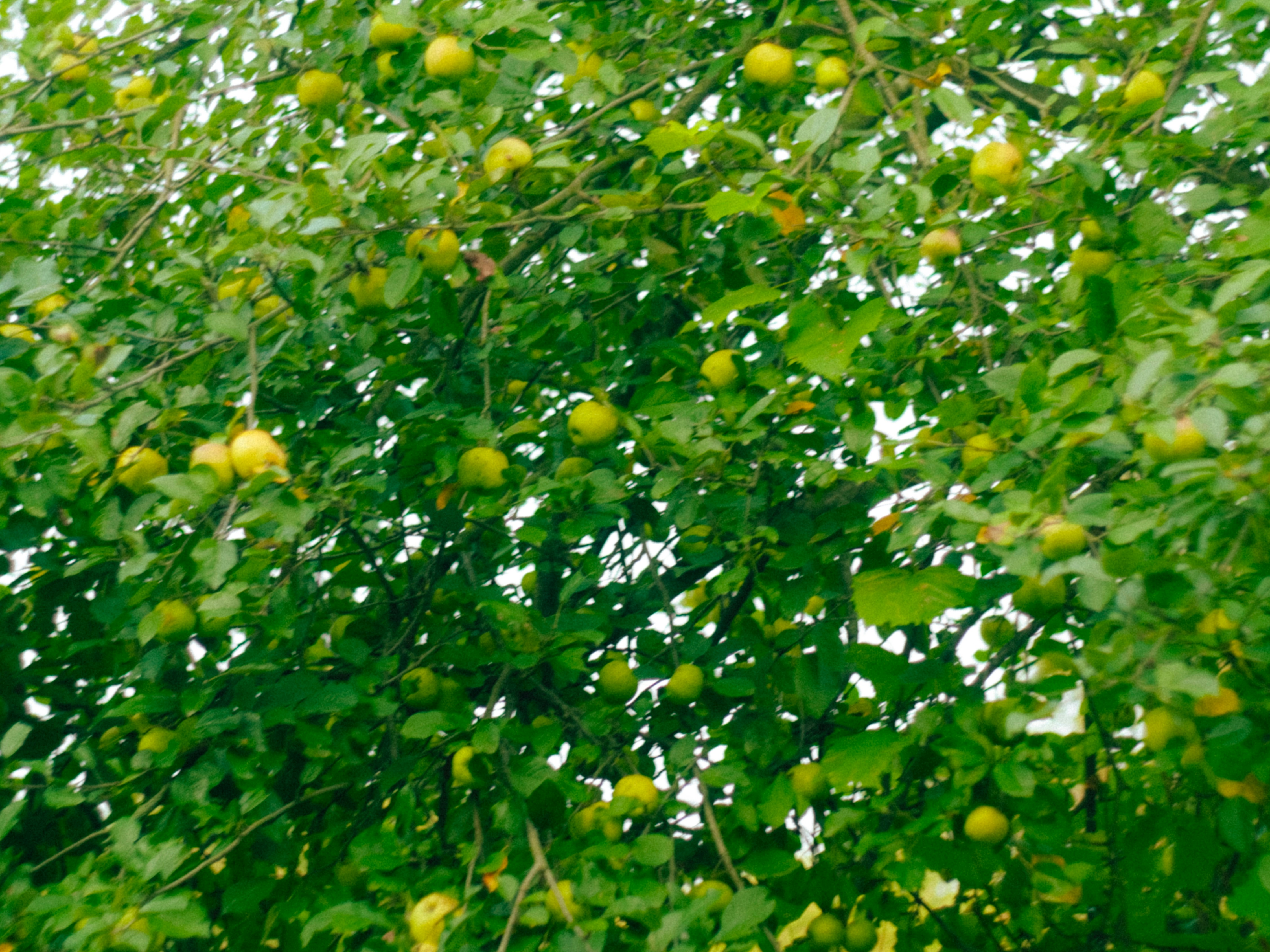 Orchard Canopy: A Quiet Burst of Citrus Amid Green Foliage