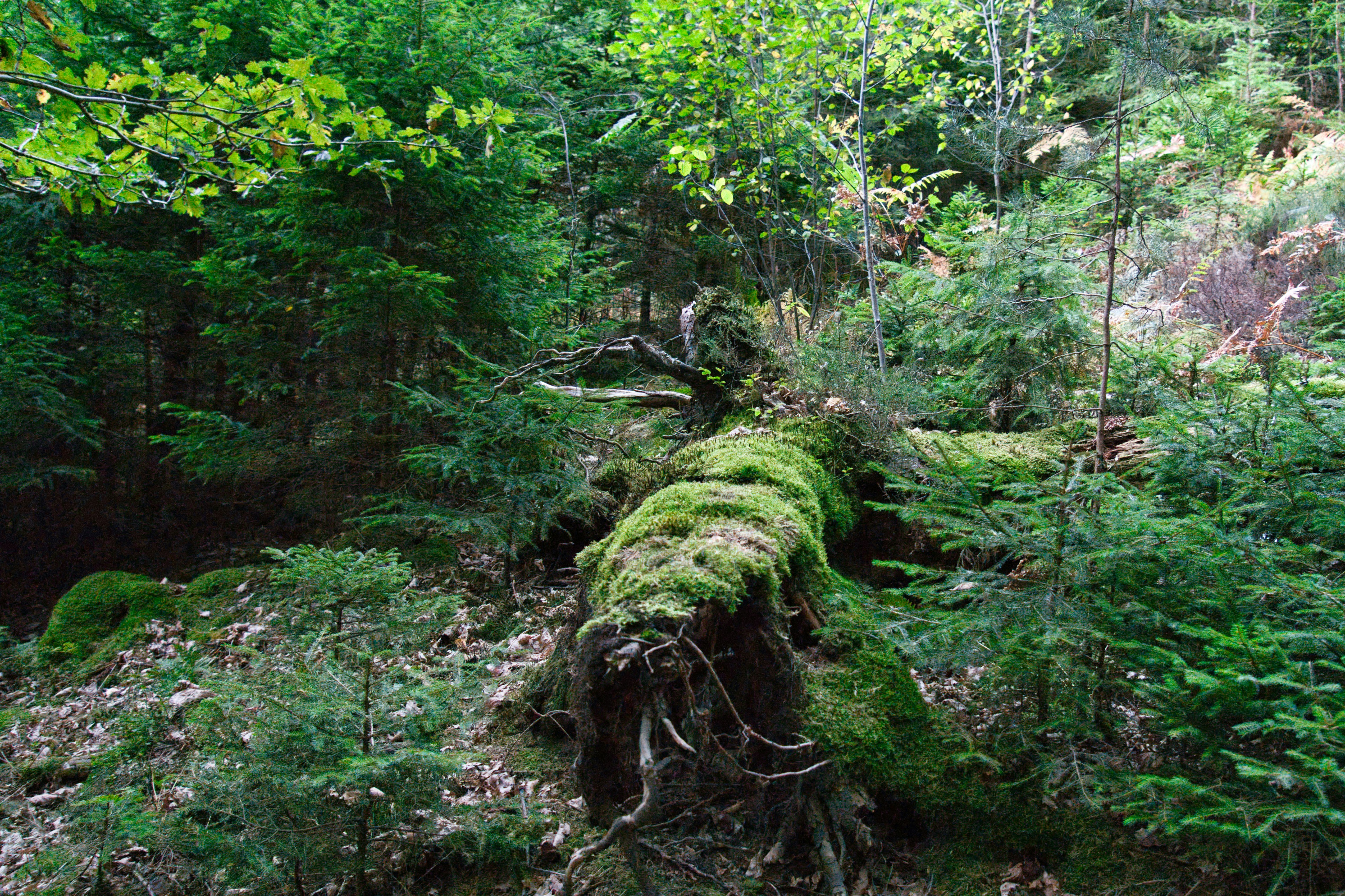 Mossy fallen log across a shaded forest floor, with dense green foliage and a mossy trunk suggesting a tranquil woodland scene.