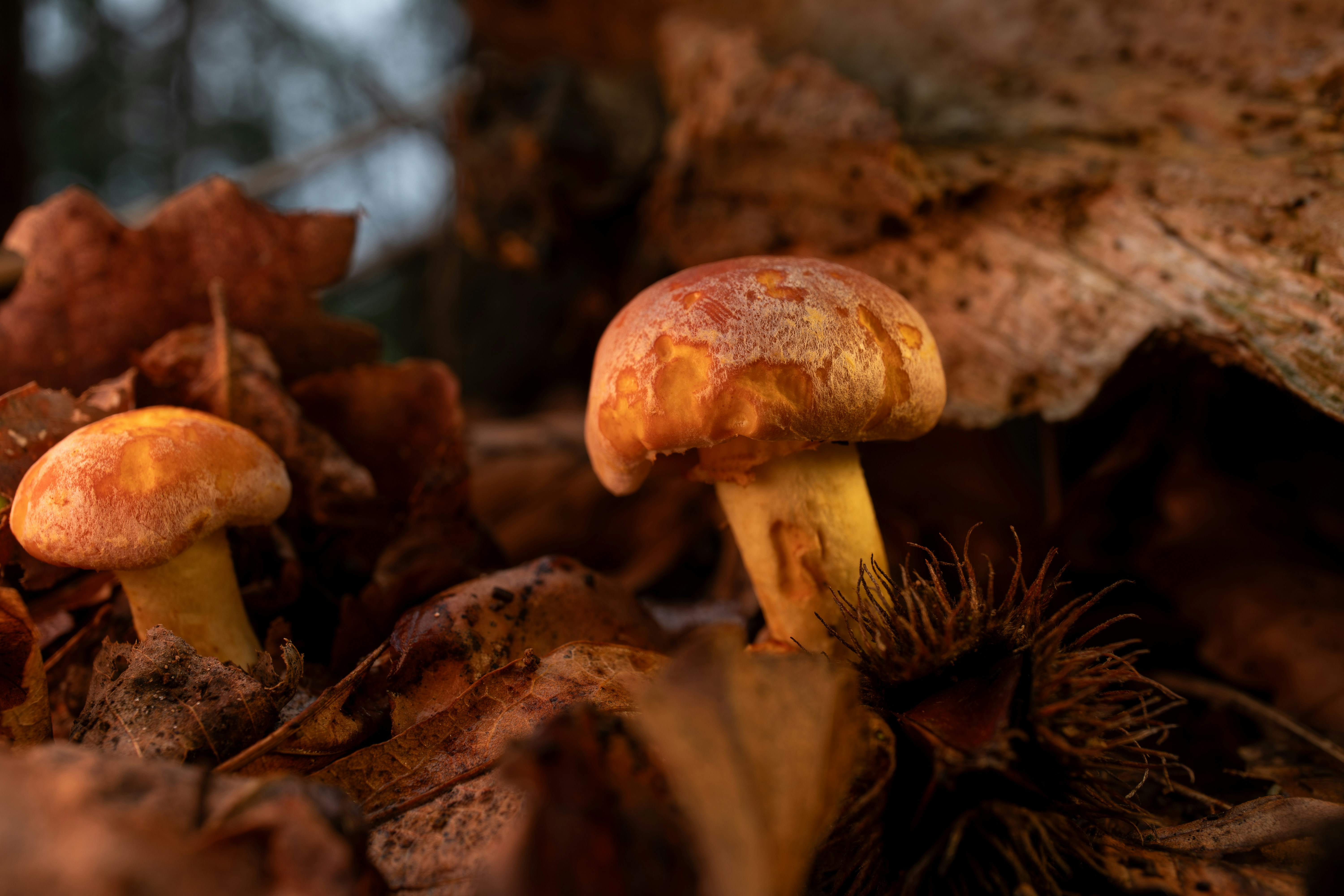 Mushroom Lanterns: Amber Caps Emergent from Autumn Leaf Bed