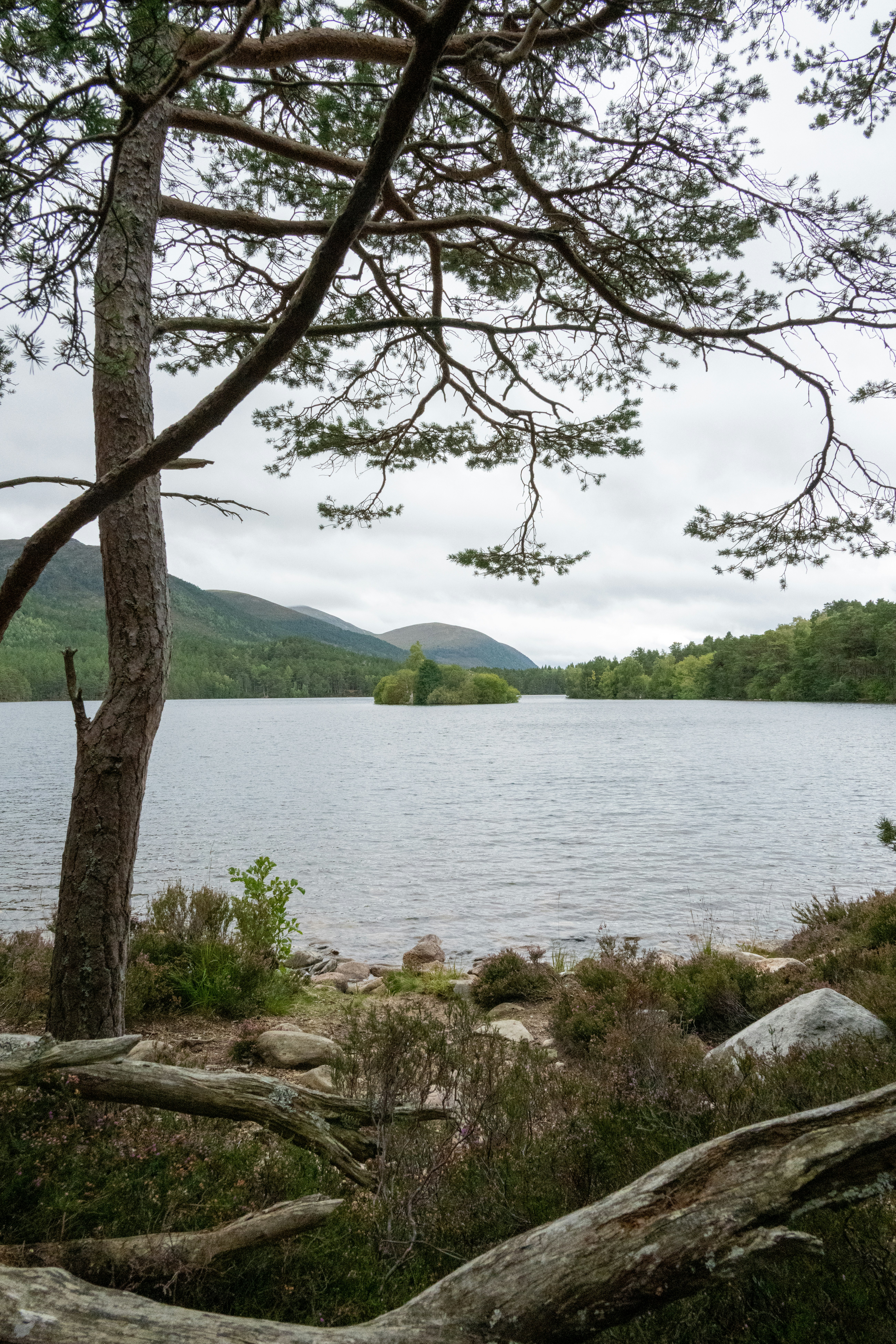 Tall pine branches frame a tranquil lake with distant hills; rocky shoreline and fallen driftwood add texture to the foreground. A landscape scene captured with natural colors and soft light.