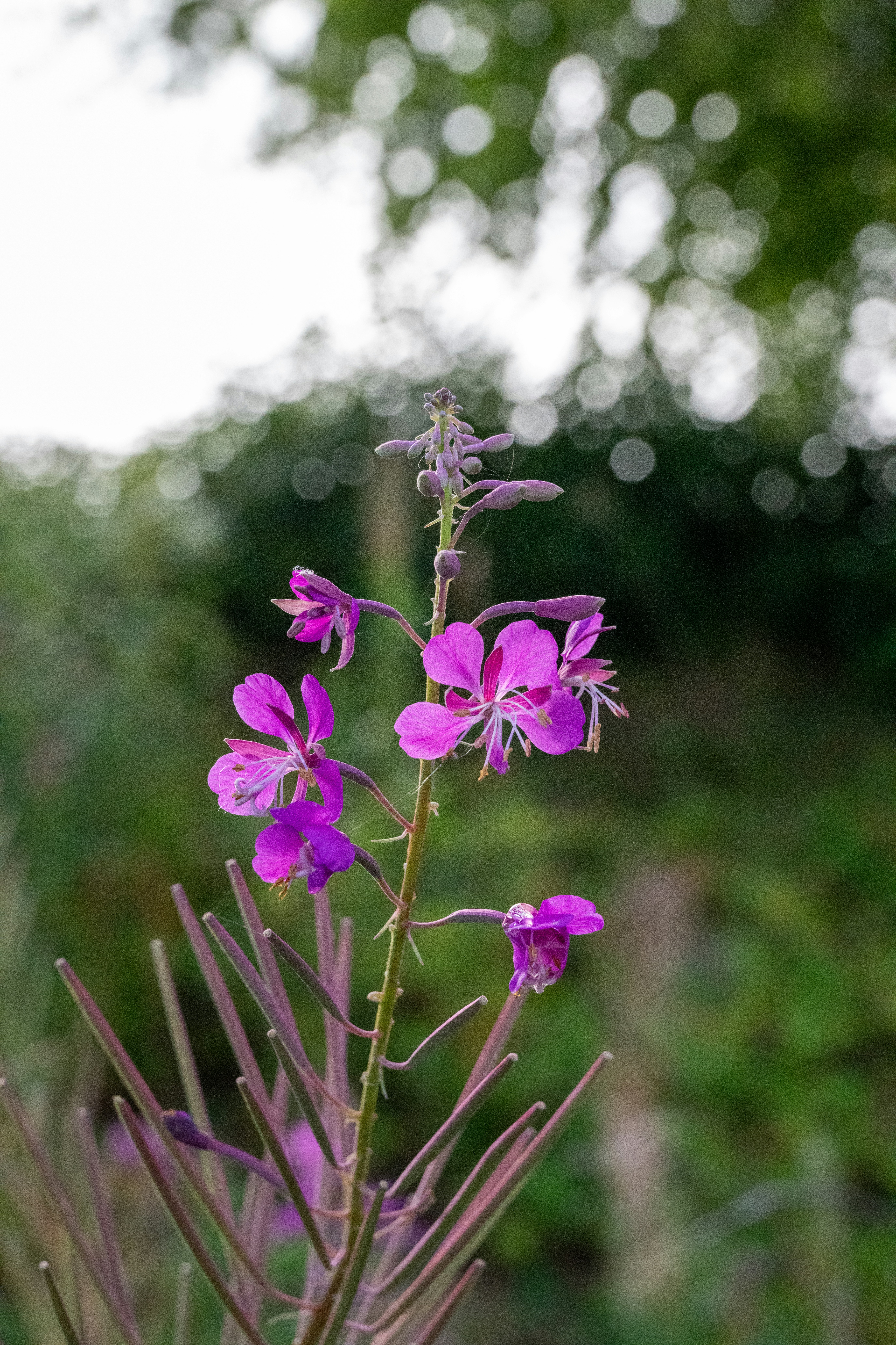 Colorful purple flowers rise from slender stems against a soft, blurred garden background, emphasizing delicate petals and natural texture.
