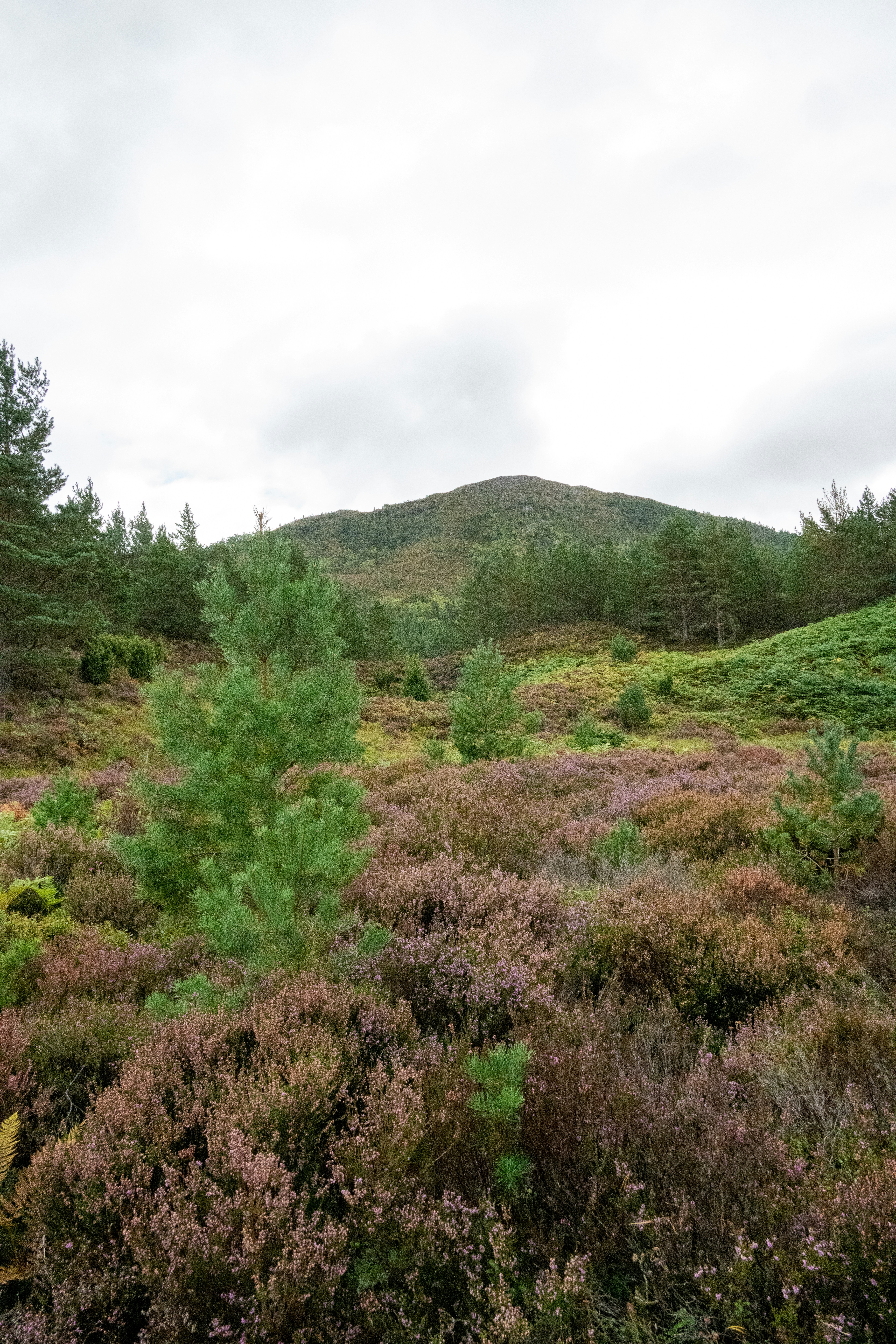 Pastoral Peak: Heathered Moor beneath a Quiet Sky