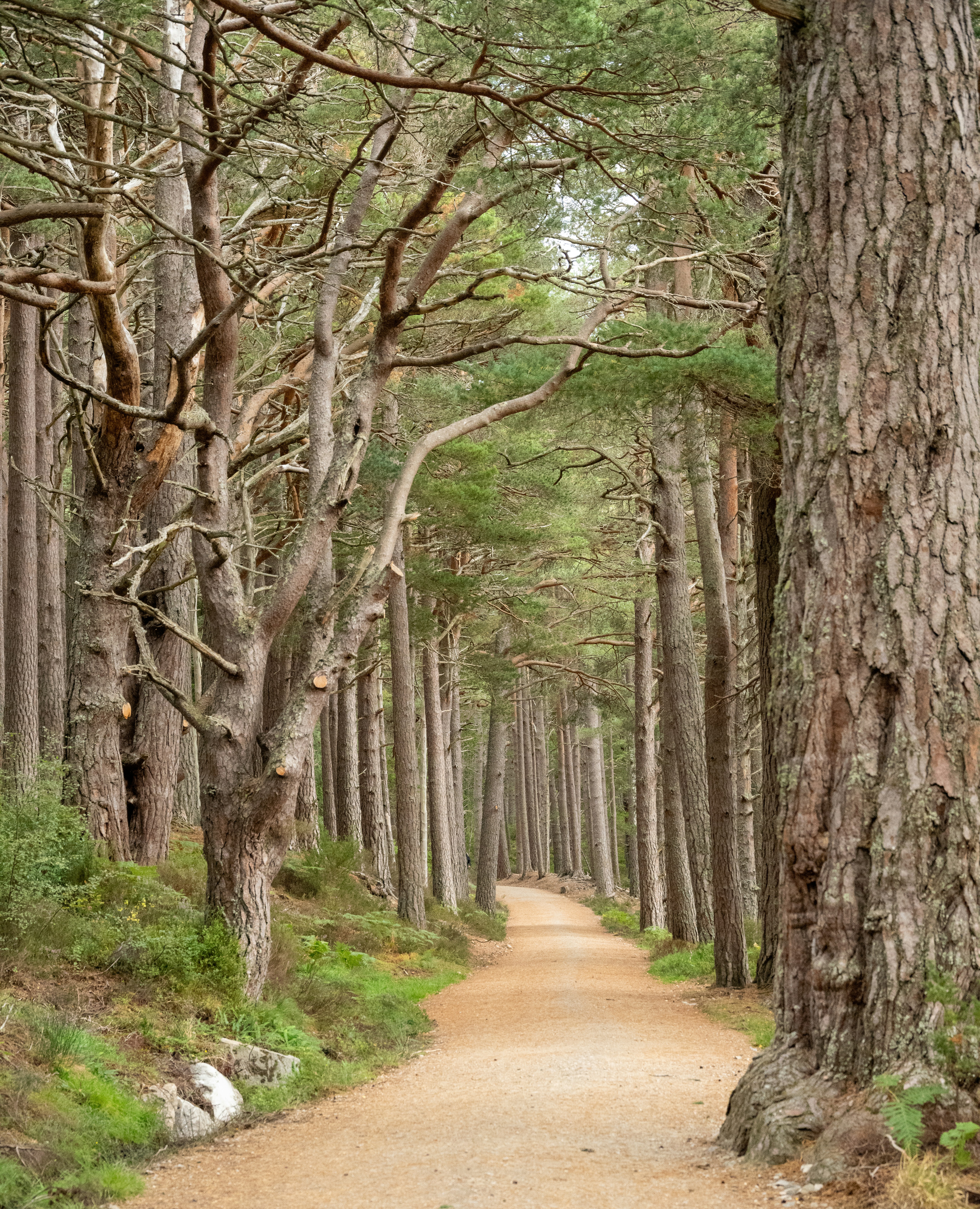 Sunlit Woodland Path: A Quiet Corridor Between Ancient Pines