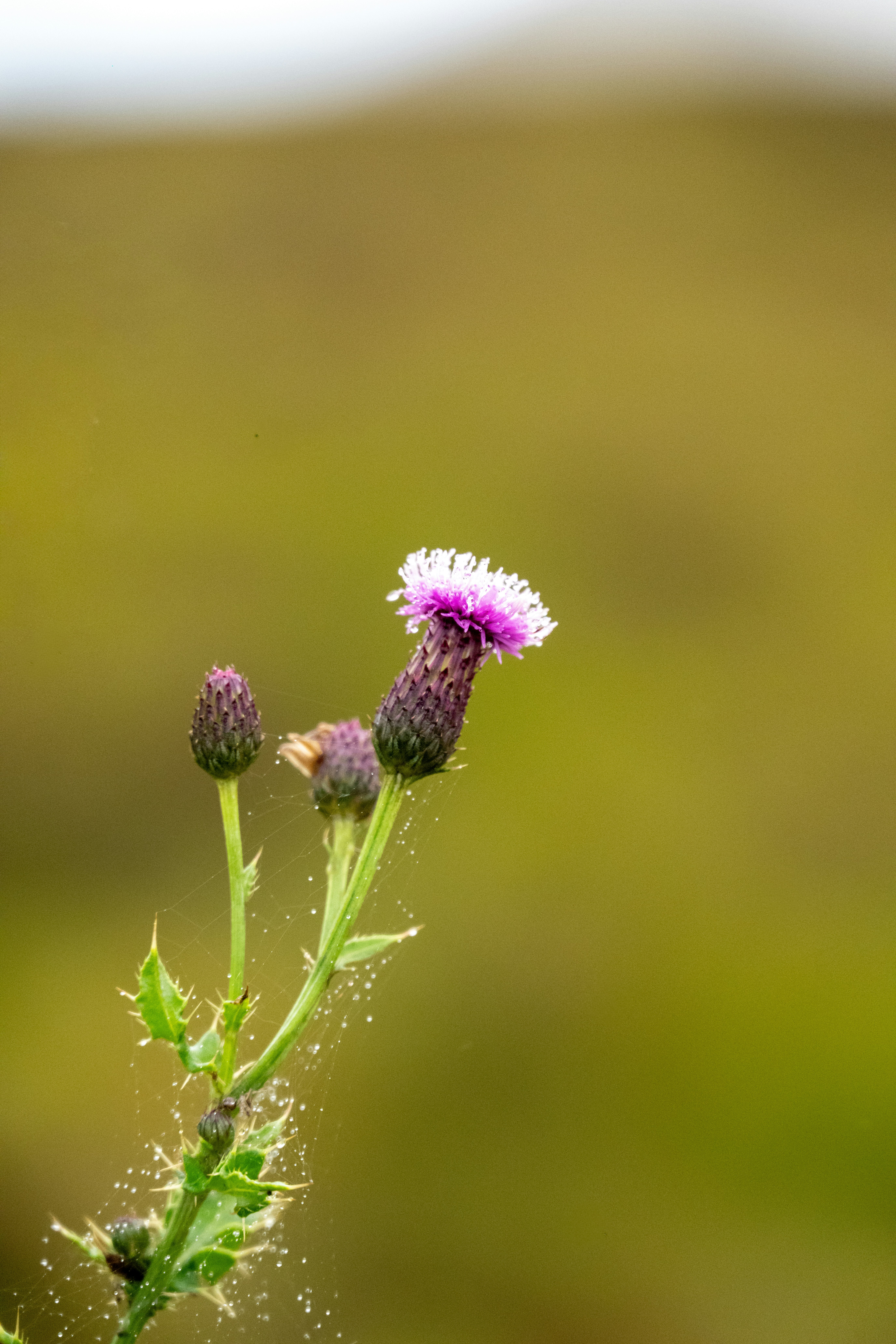 Pink-top Wildflower Grown in Soft Backdrop
