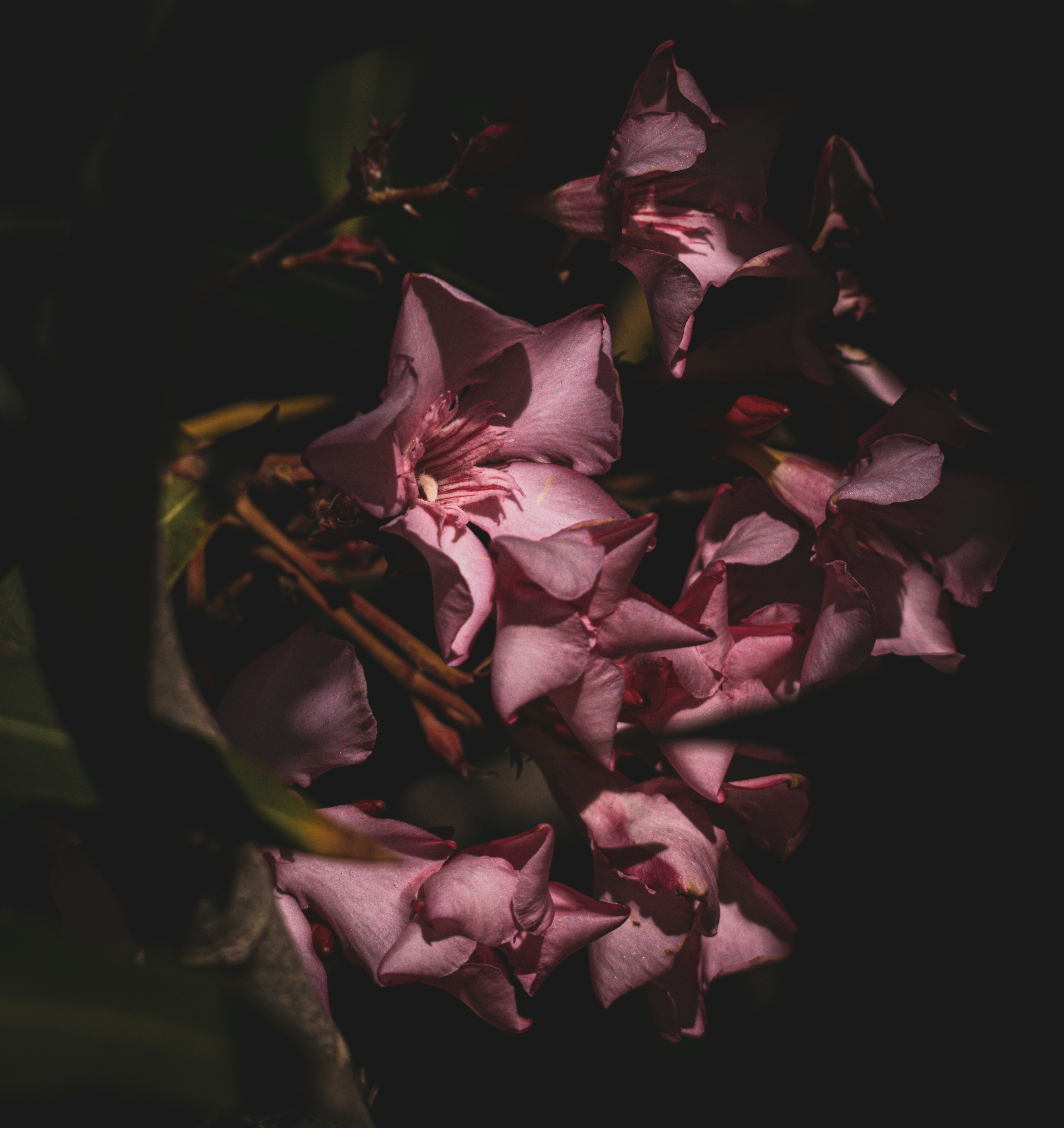 Moonlit Pink: A Cluster of Orchid-like Blossoms in Velvet Shadow