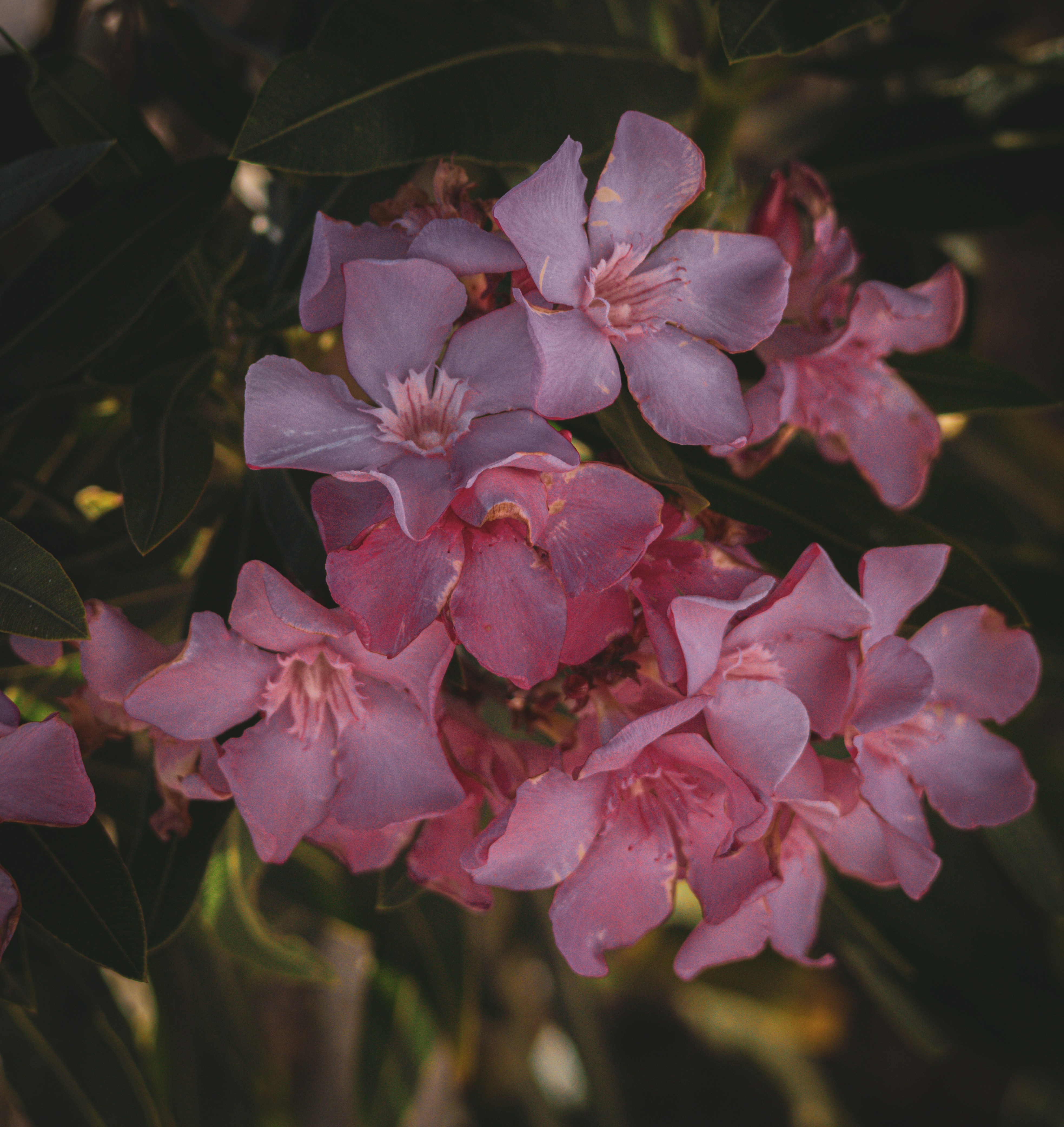 Soft Pink Bloom Cluster in Gentle Shade