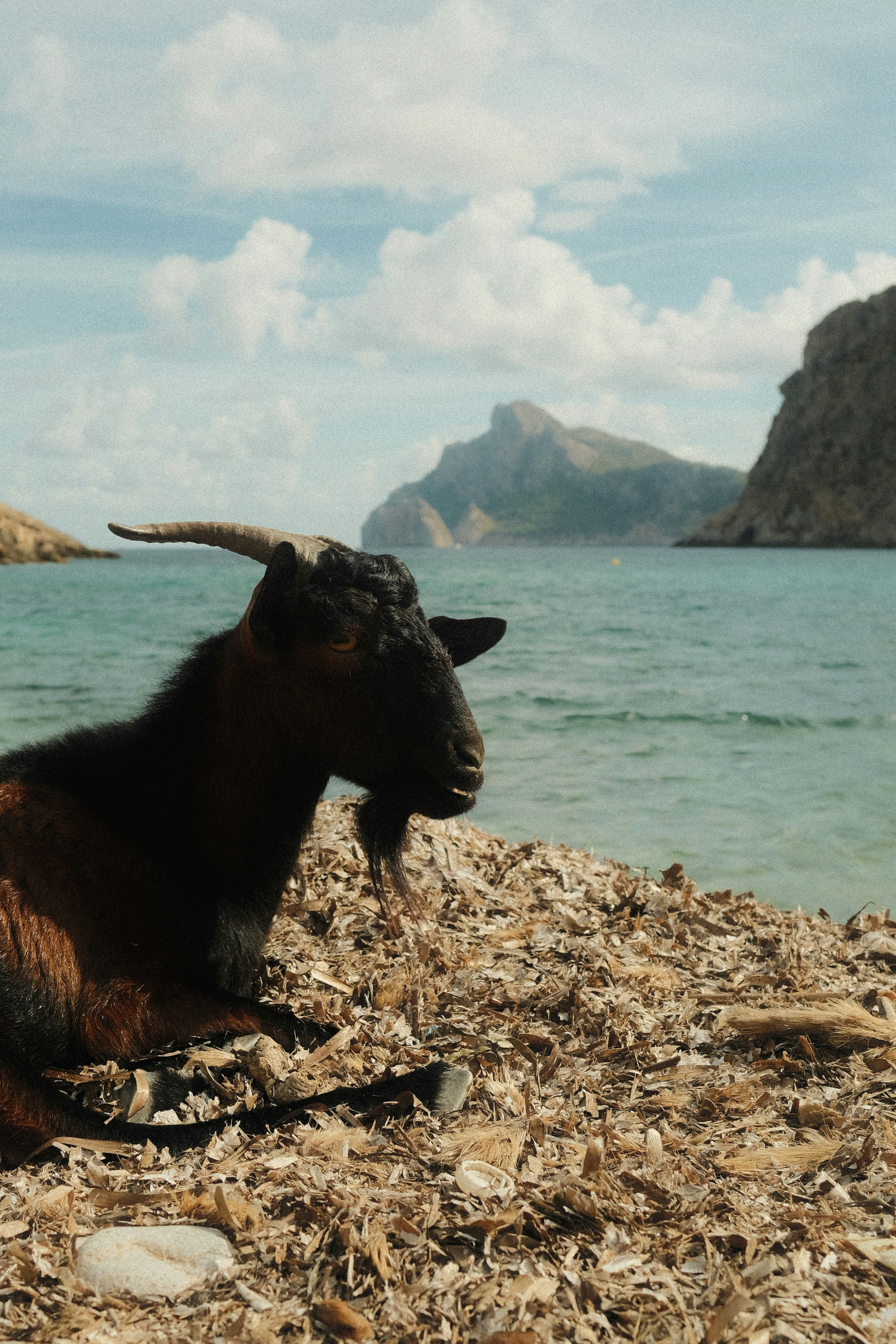 Coastal Ram at Rest: A Horned Sentinel on Pebbled Shore