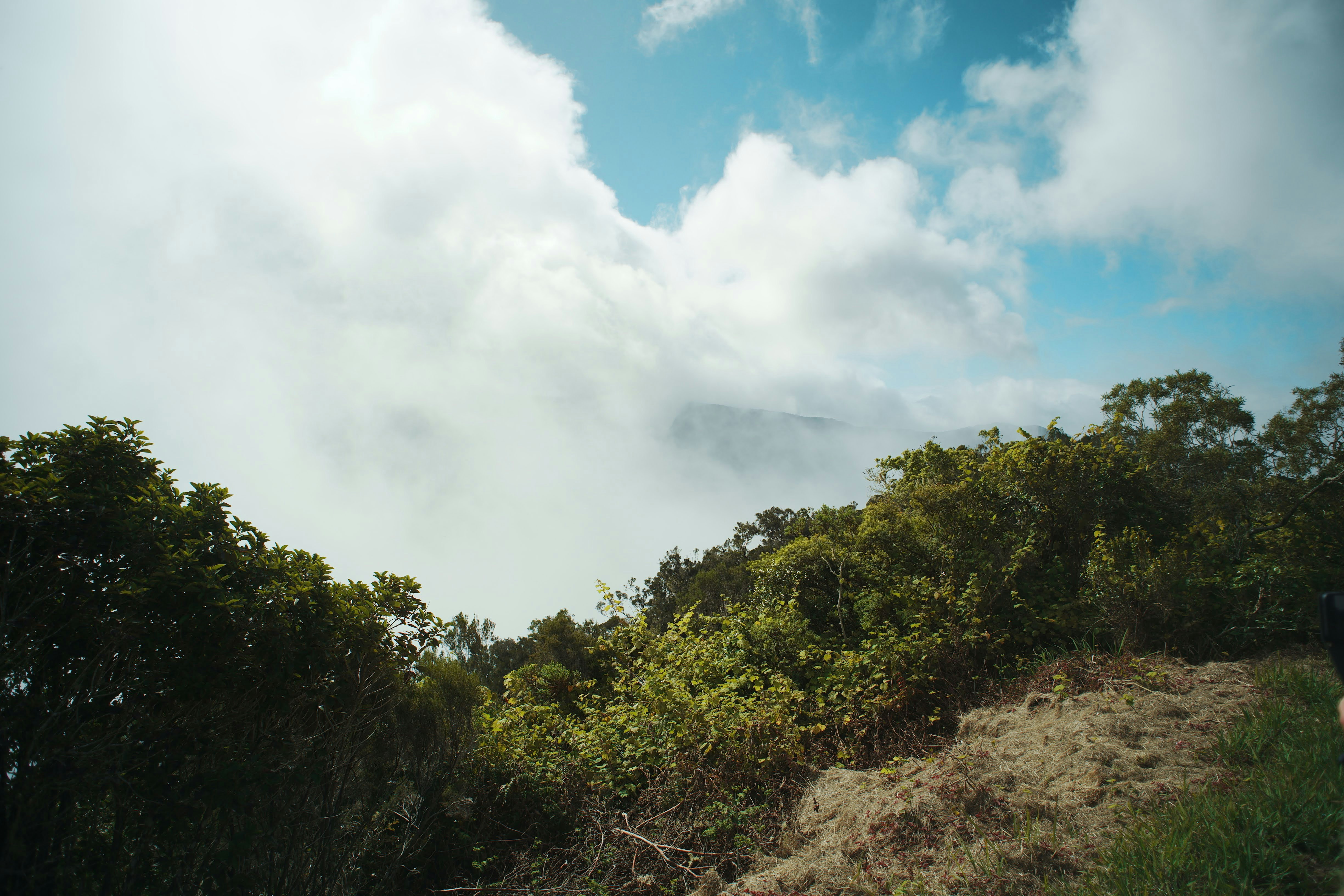 Ridge vegetation and rising mist spill over a hillside under a bright blue sky, with clouds drifting behind the foliage.