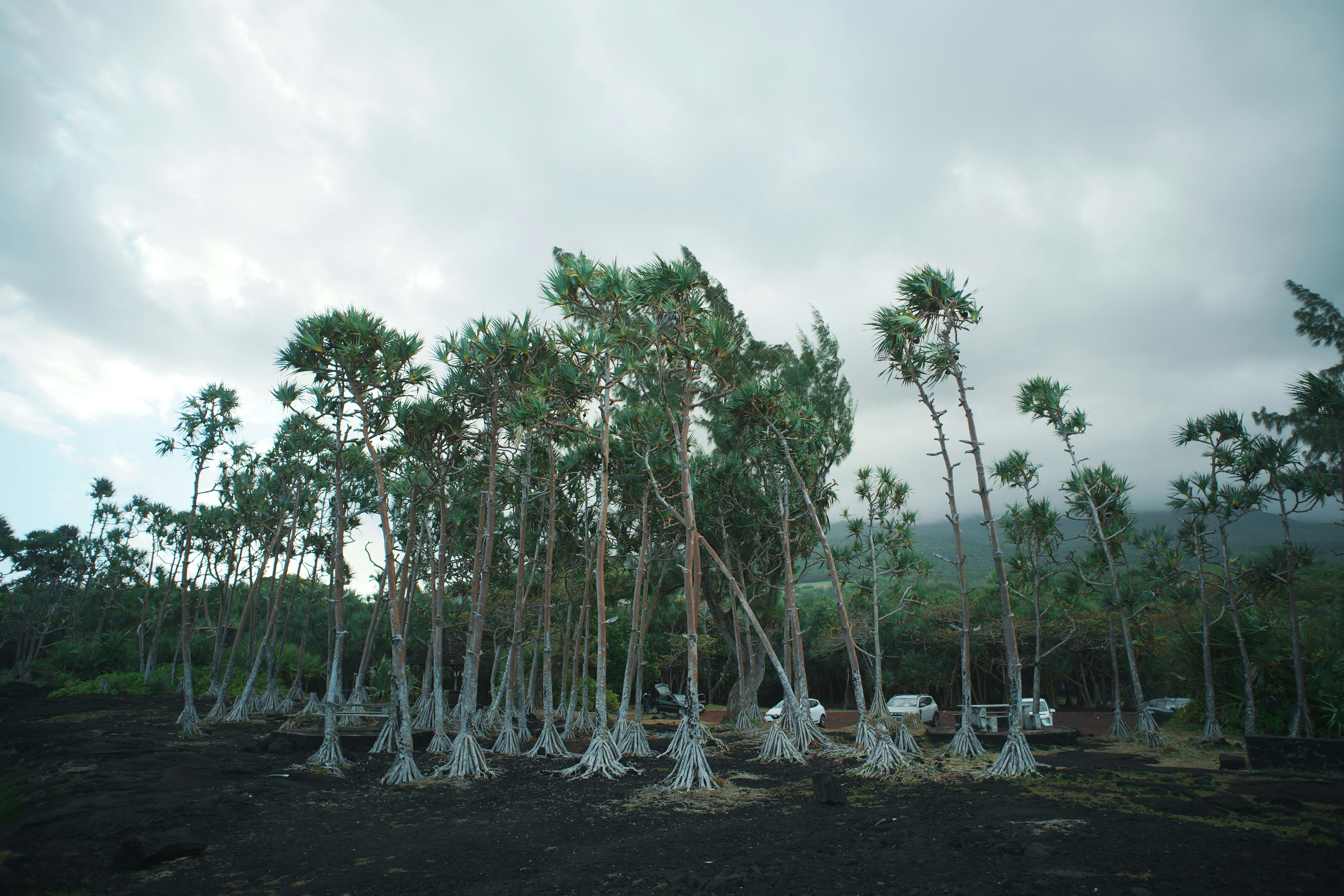 Dorling palms with exposed root systems cluster on dark volcanic soil under a stormy sky; the scene emphasizes resilient trees and a coastal landscape.
