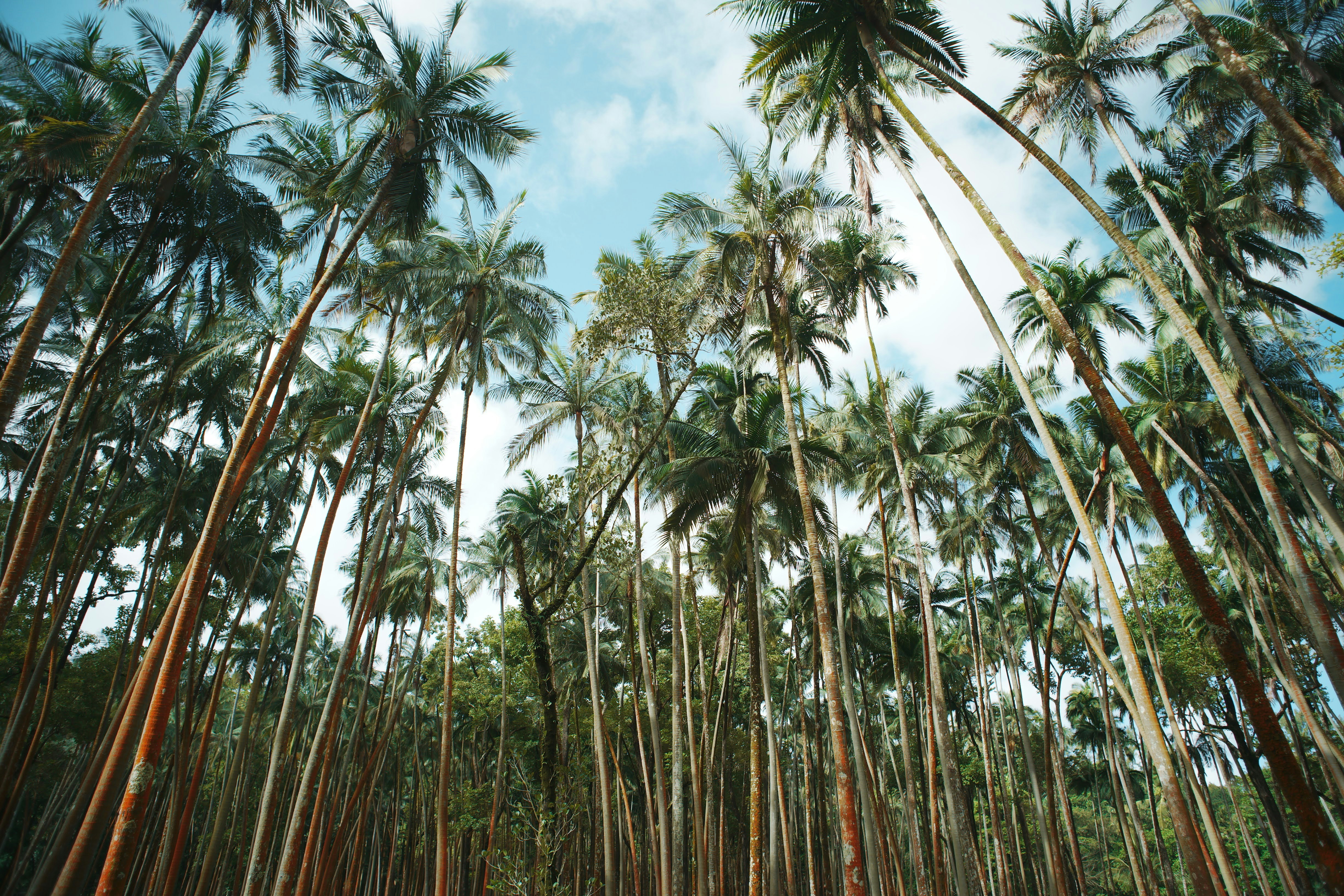 Dense grove of tall palm trees reaching toward a bright blue sky; sunlight filtering through fronds to illuminate a leafy understory.