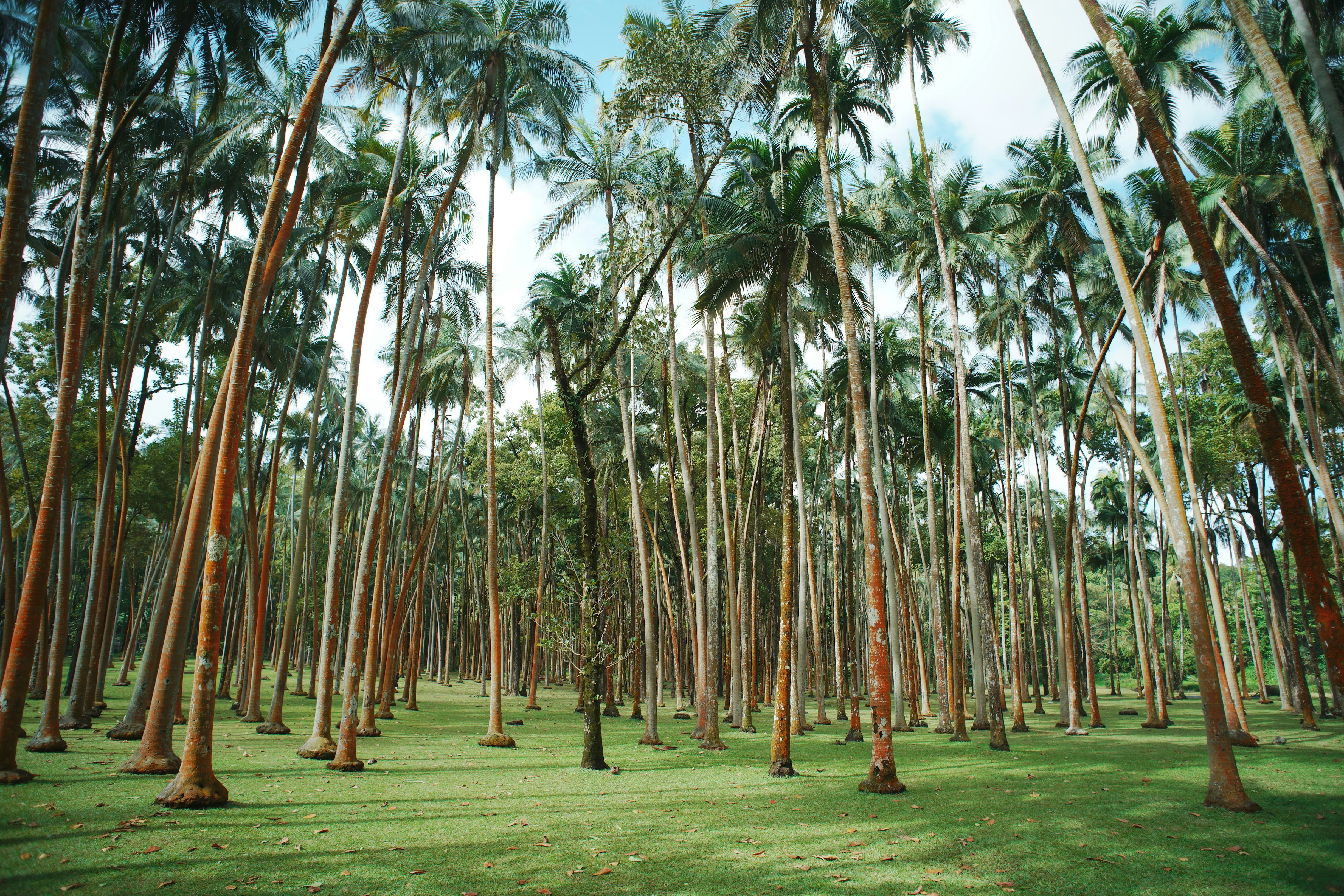 Emerald Grove: Sunlit Palm Trunks in a Calm Clearing