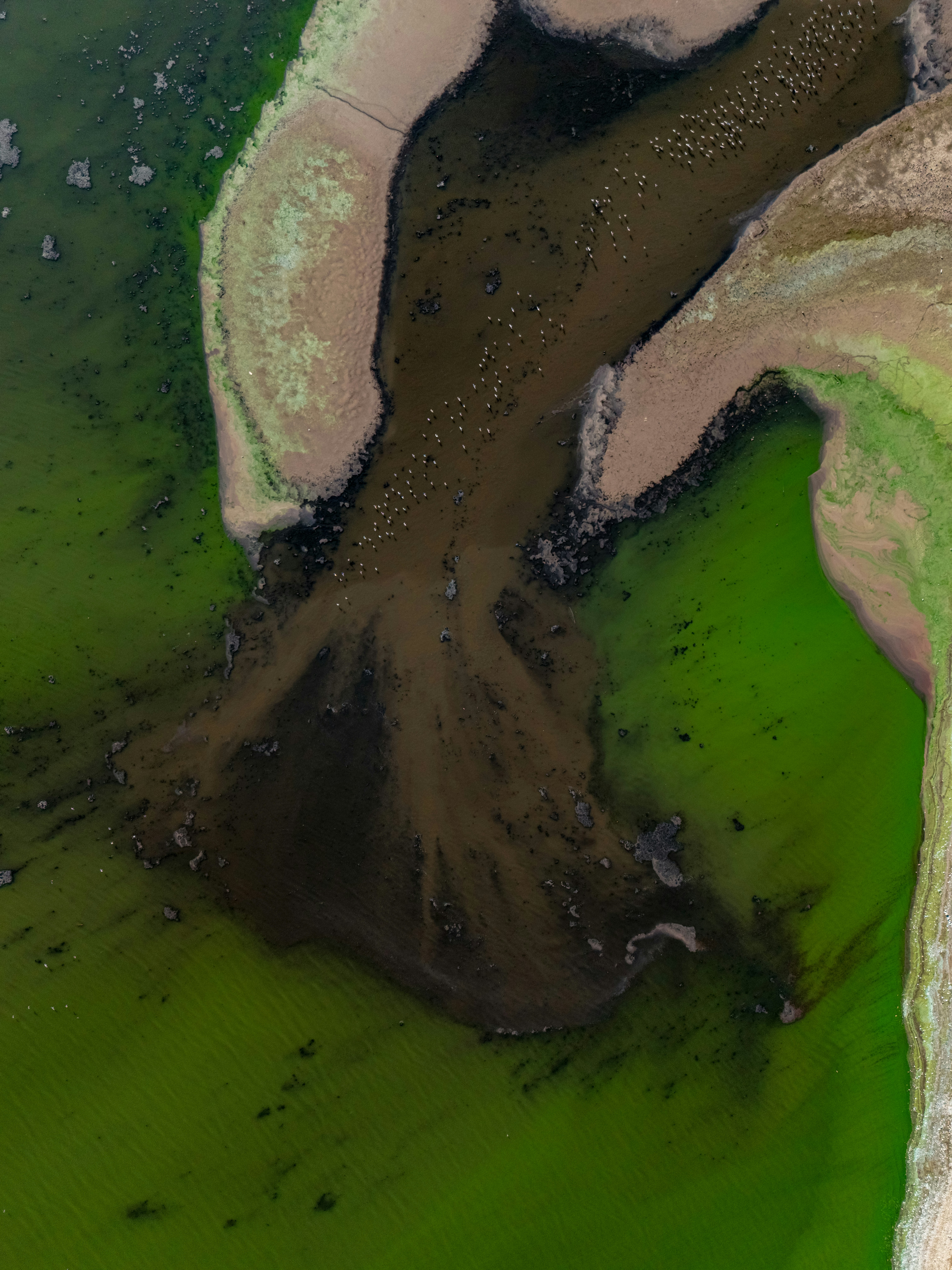 Green Silt Deltas: Aerial Convergence in a Quiet Tide