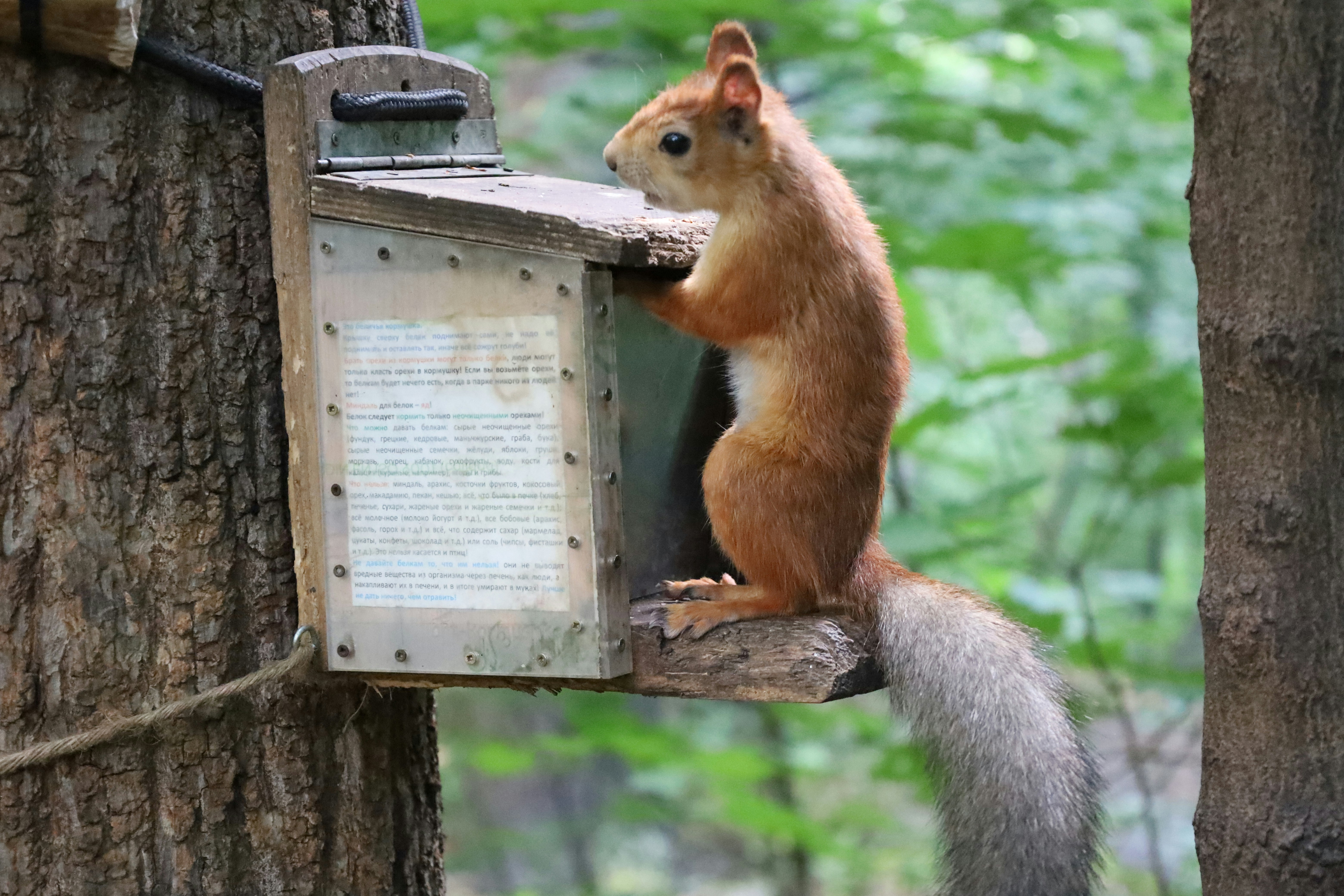 Curious Squirrel at the Mailbox: A Forest Messenger