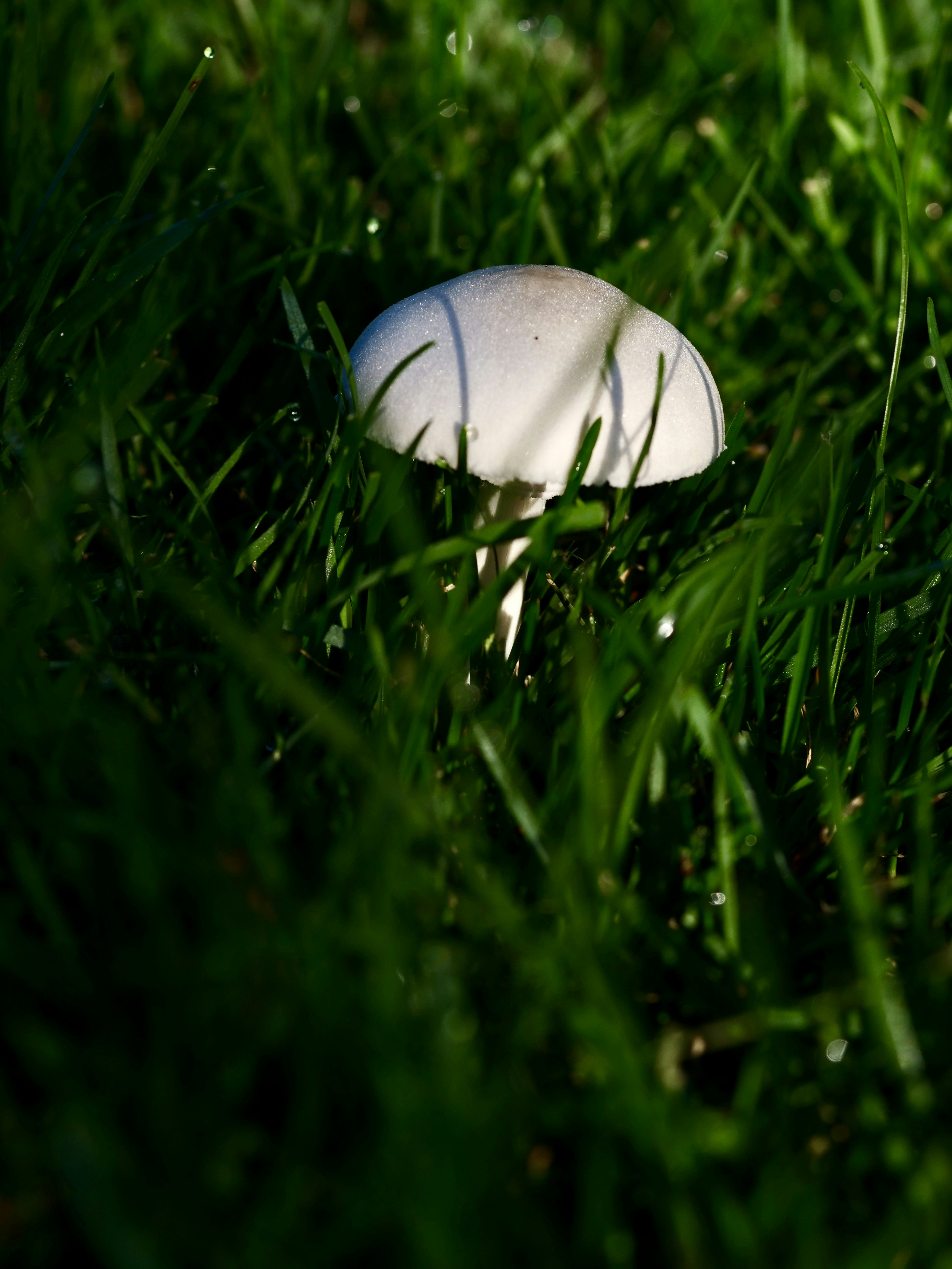 Moonlit Fungus: A lone mushroom amid emerald blades
